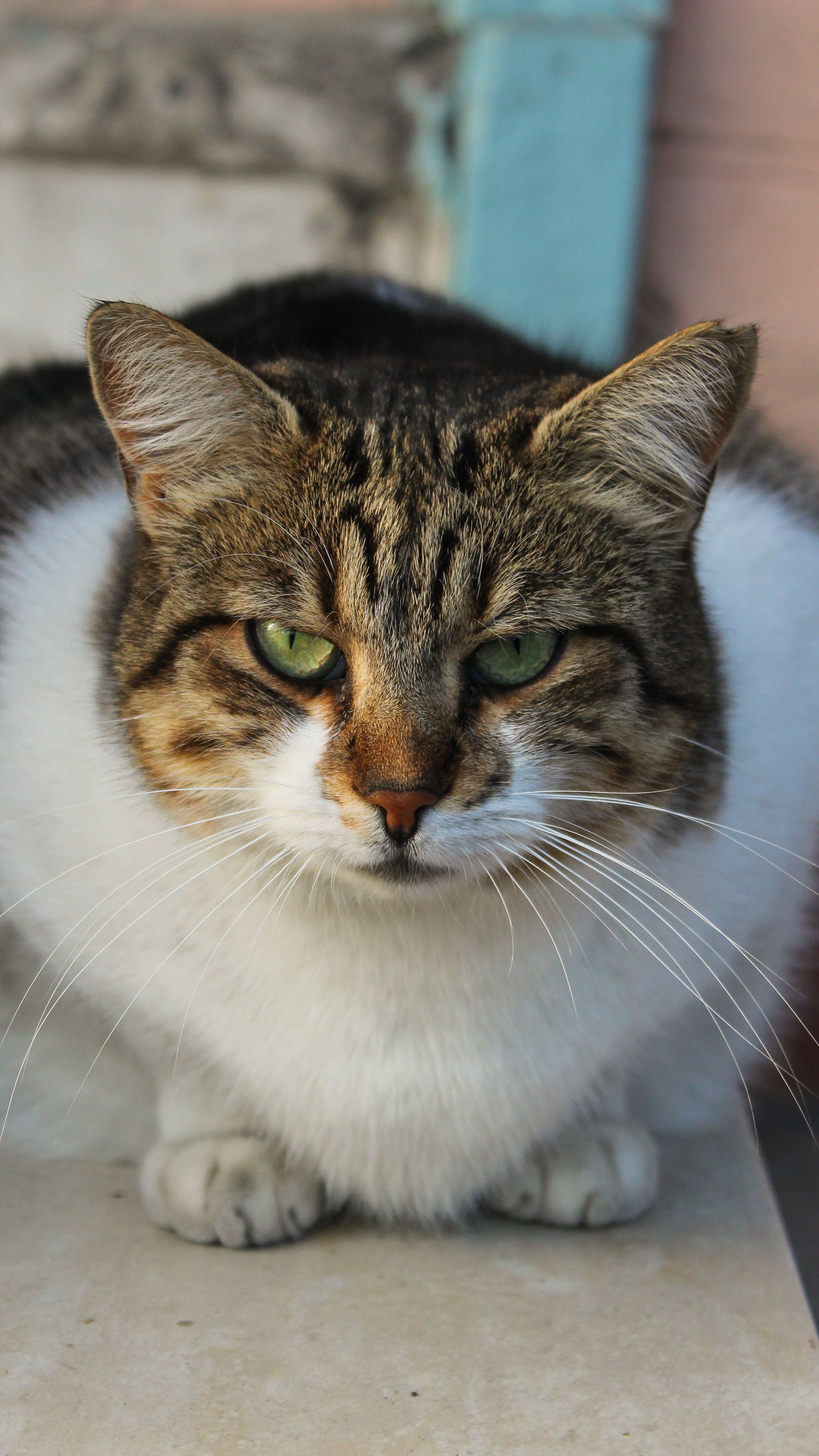 Close-up of a Domestic Short-Haired Cat Outdoors · Free Stock Photo