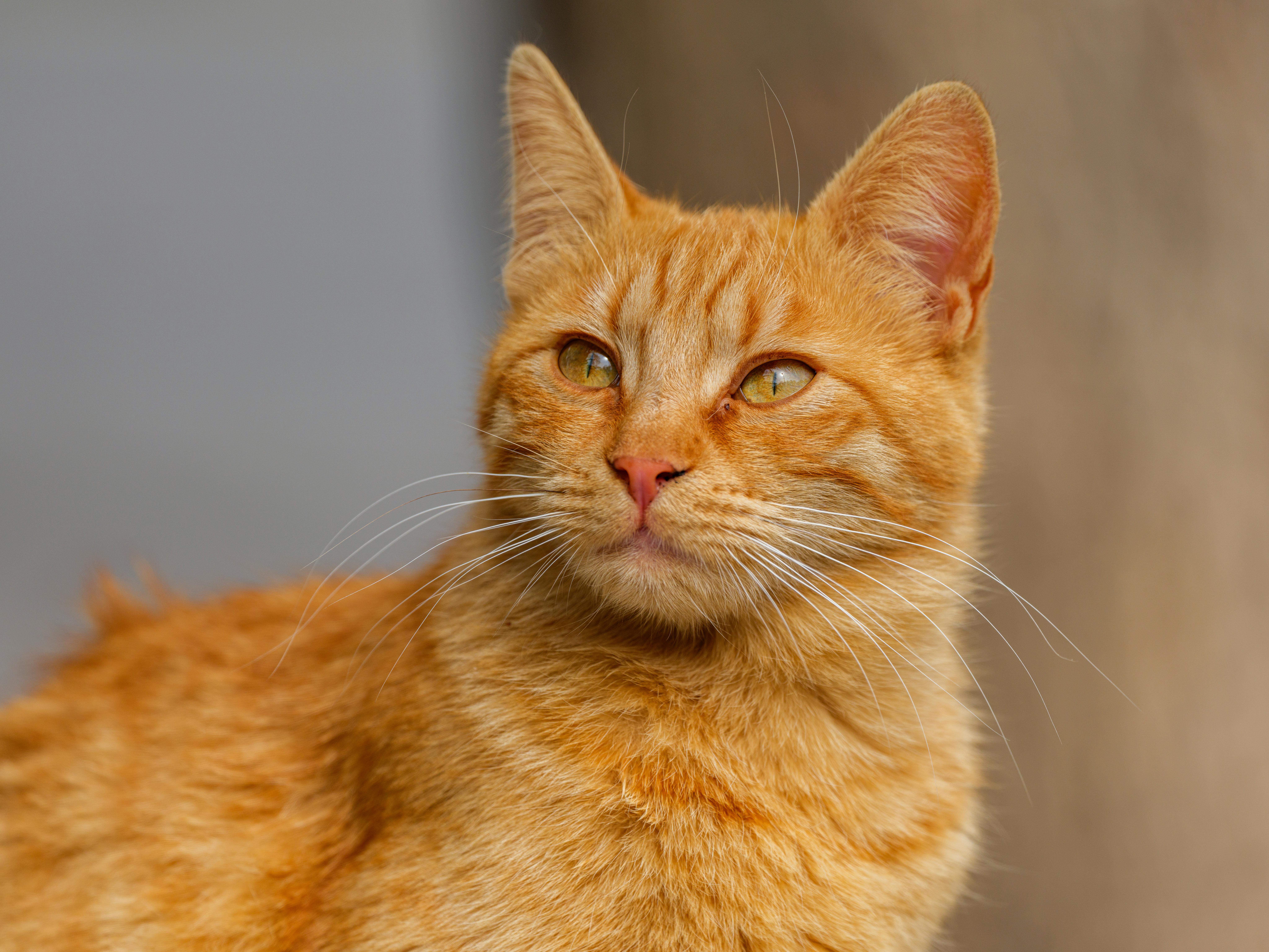 80+ parasta kuvaa aiheesta Pimppi · Täysin ilmainen lataus · Pexels ...