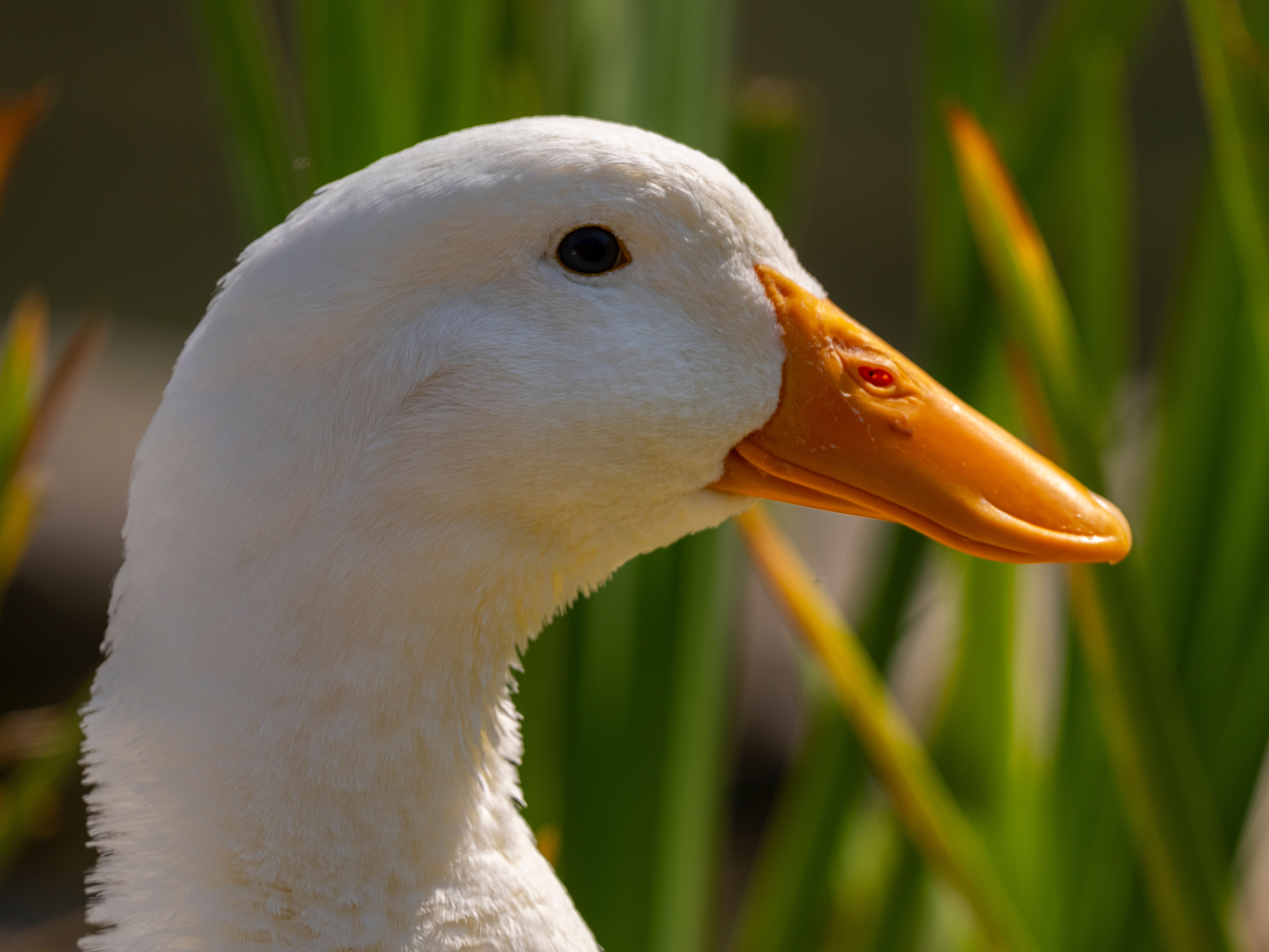 Portrait of a White Duck in Natural Habitat · Free Stock Photo