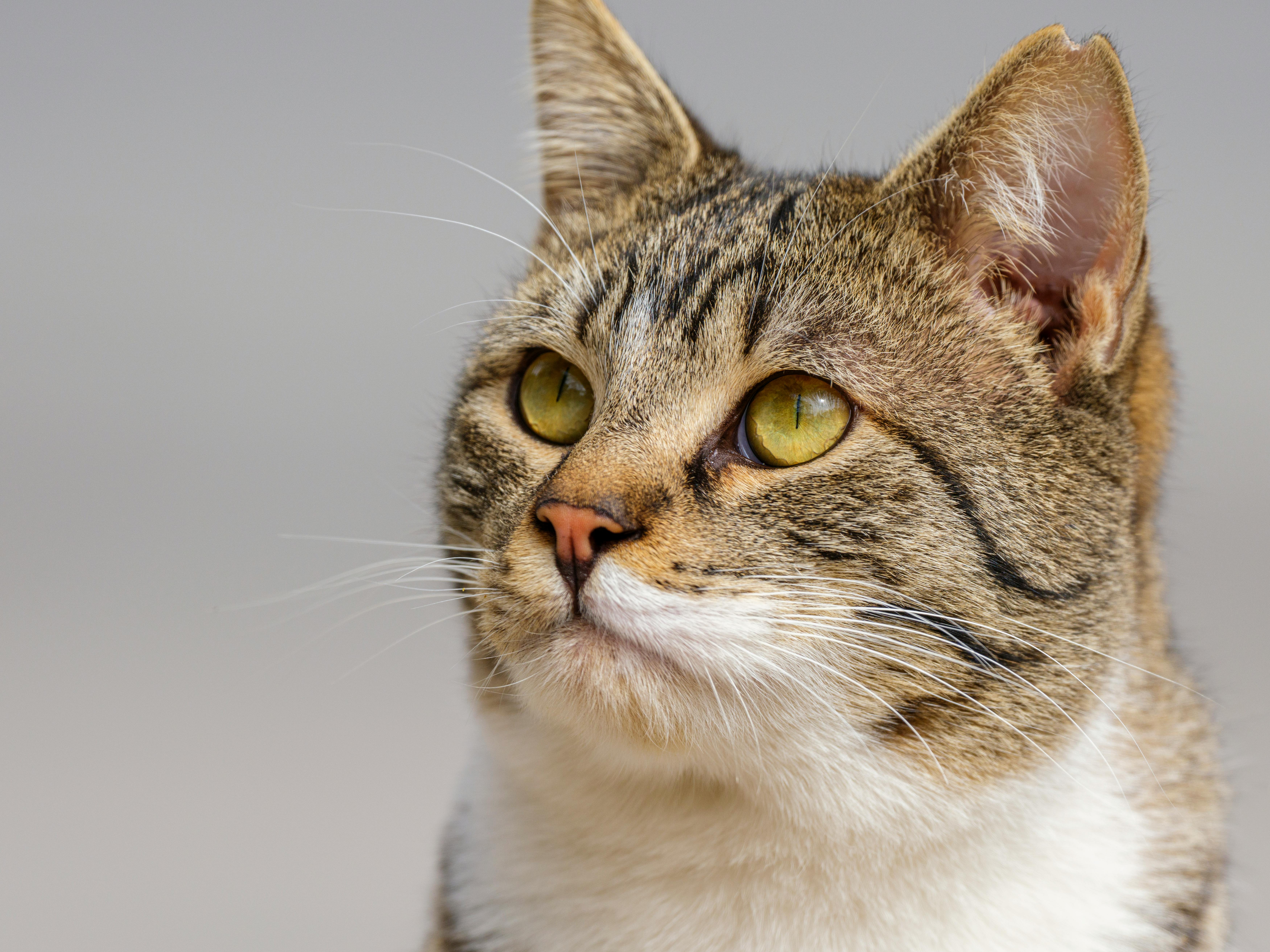 80+ parasta kuvaa aiheesta Pimppi · Täysin ilmainen lataus · Pexels ...