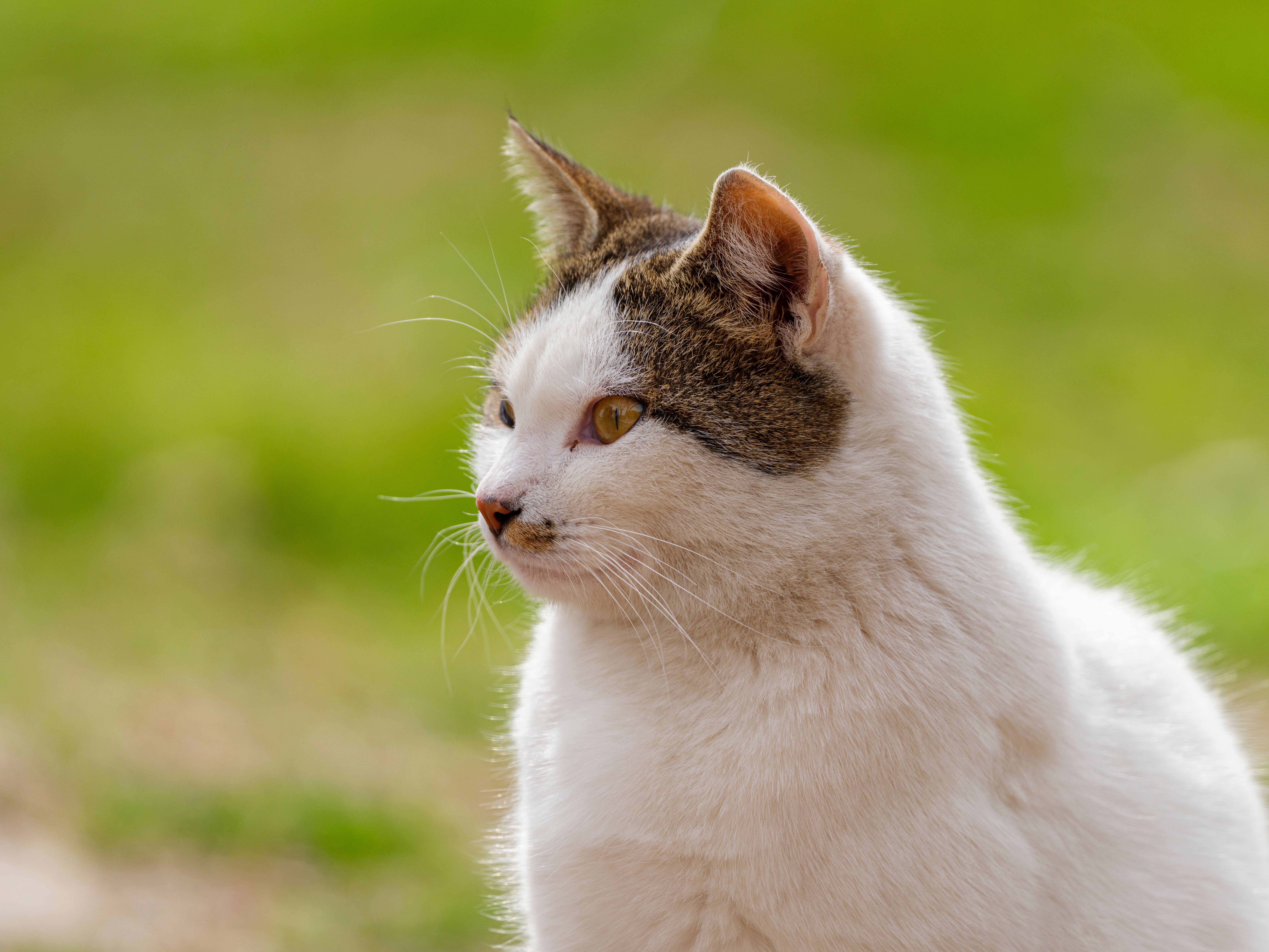 Charming Feline Portrait in Natural Light · Free Stock Photo