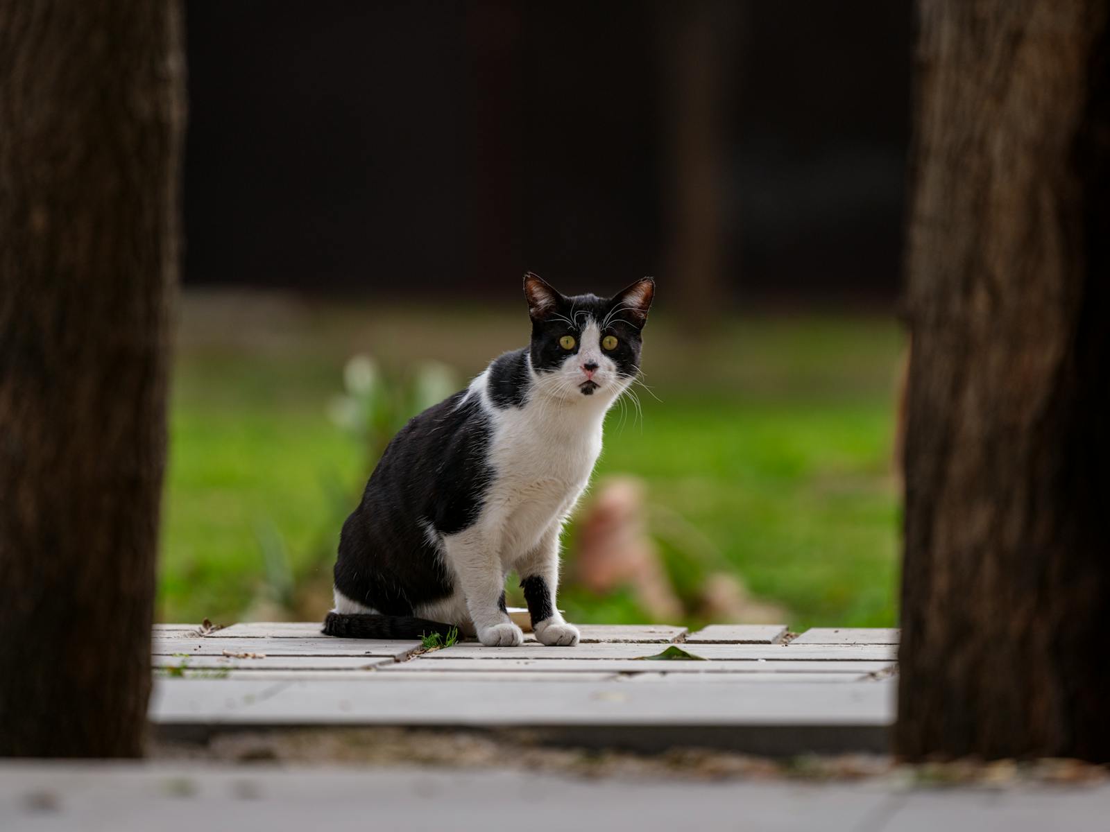 Freaky Cat Photos, Download The BEST Free Freaky Cat Stock Photos & HD ...