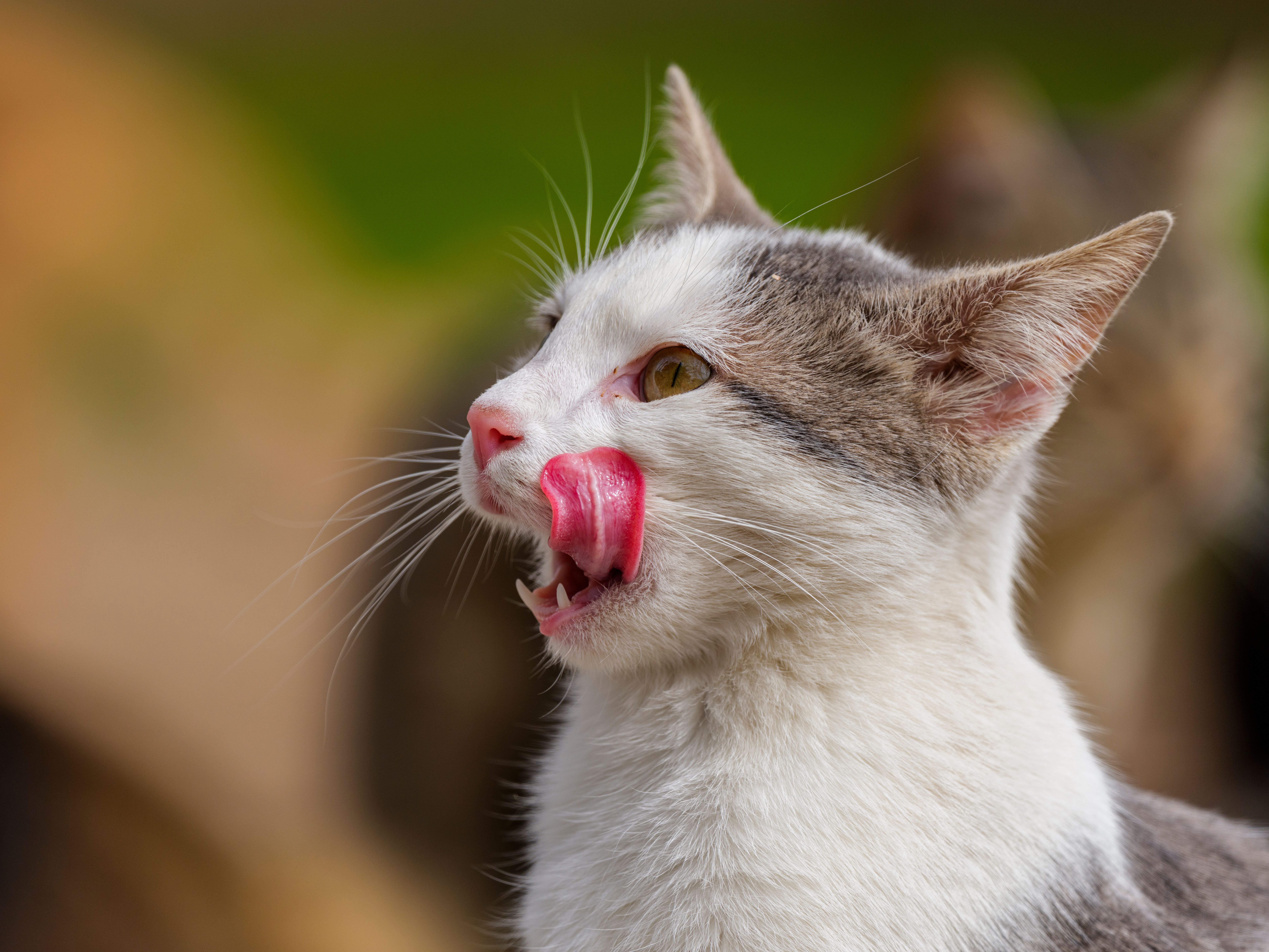 Close-up Portrait of a Licking Cat Outdoors · Free Stock Photo