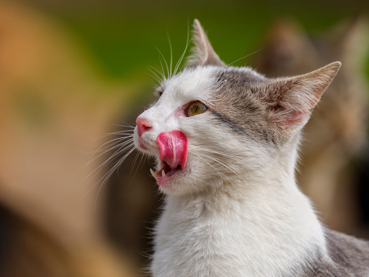 Freaky Cat Photos, Download The BEST Free Freaky Cat Stock Photos & HD ...