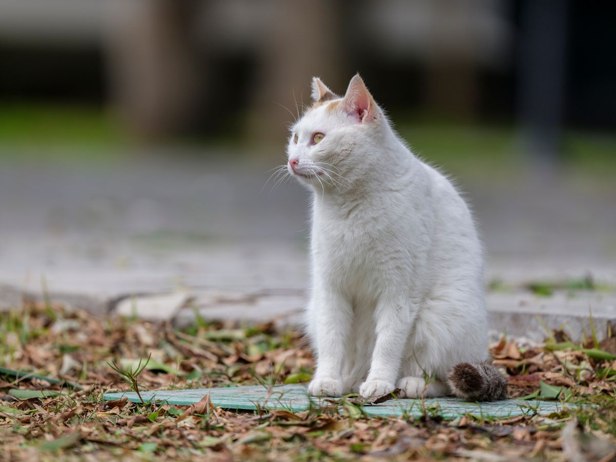Freaky Cat Photos, Download The BEST Free Freaky Cat Stock Photos & HD ...