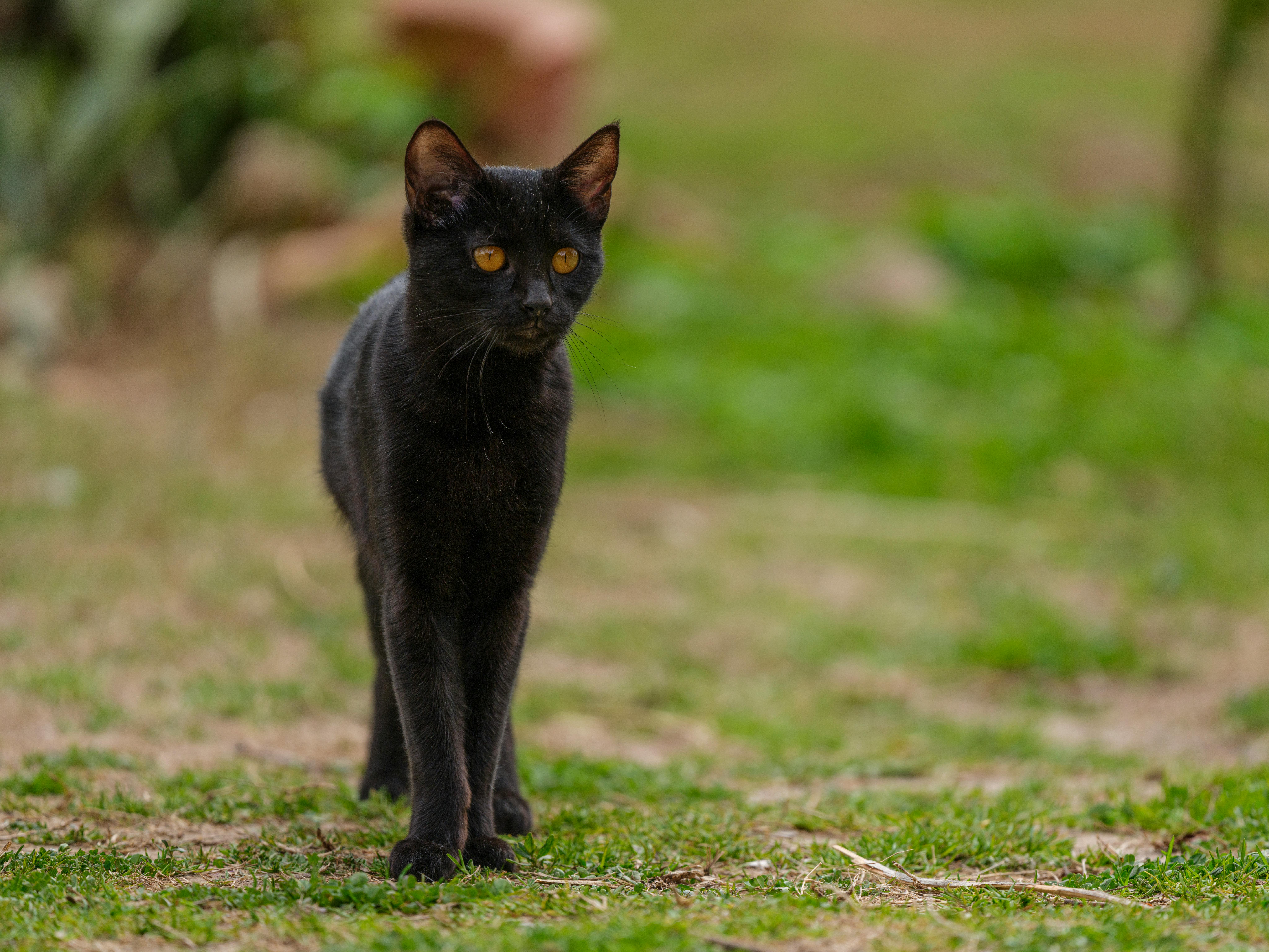 Majestic Black Cat Strolling Outdoors · Free Stock Photo
