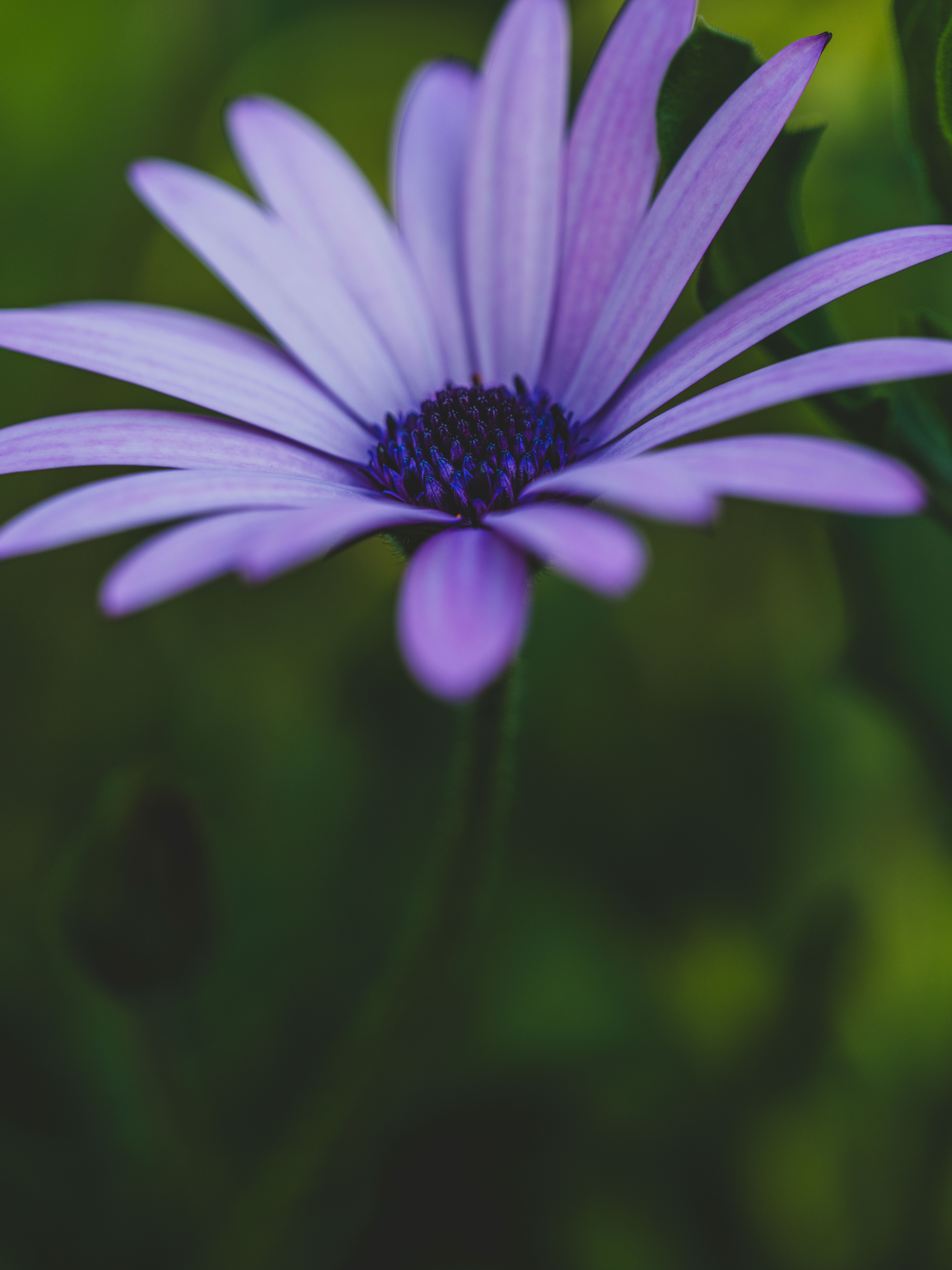 Purple flowers · Free Stock Photo