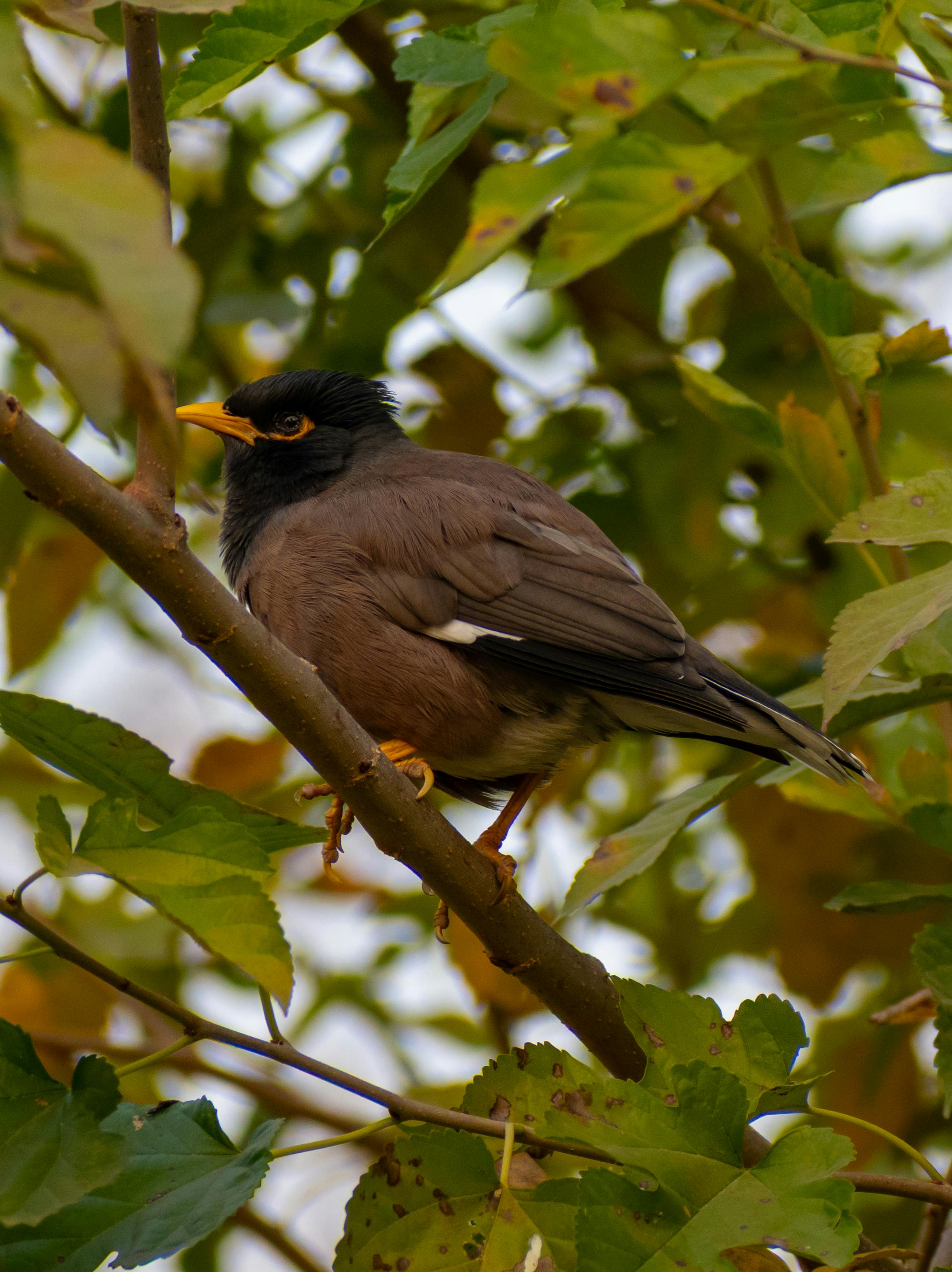 Common Myna Perched in Islamabad Foliage · Free Stock Photo