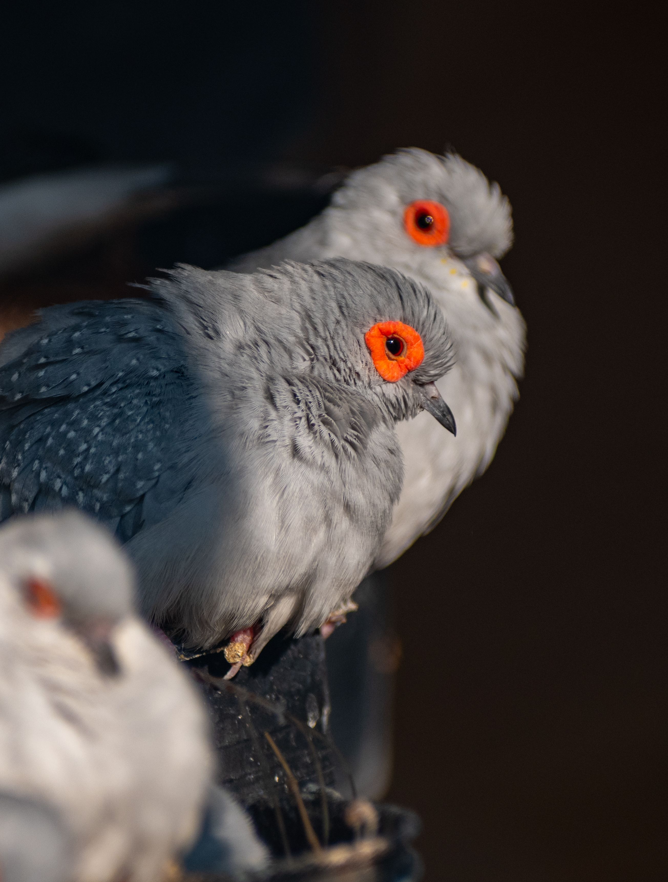Close-Up of Diamond Doves Perched Together · Free Stock Photo