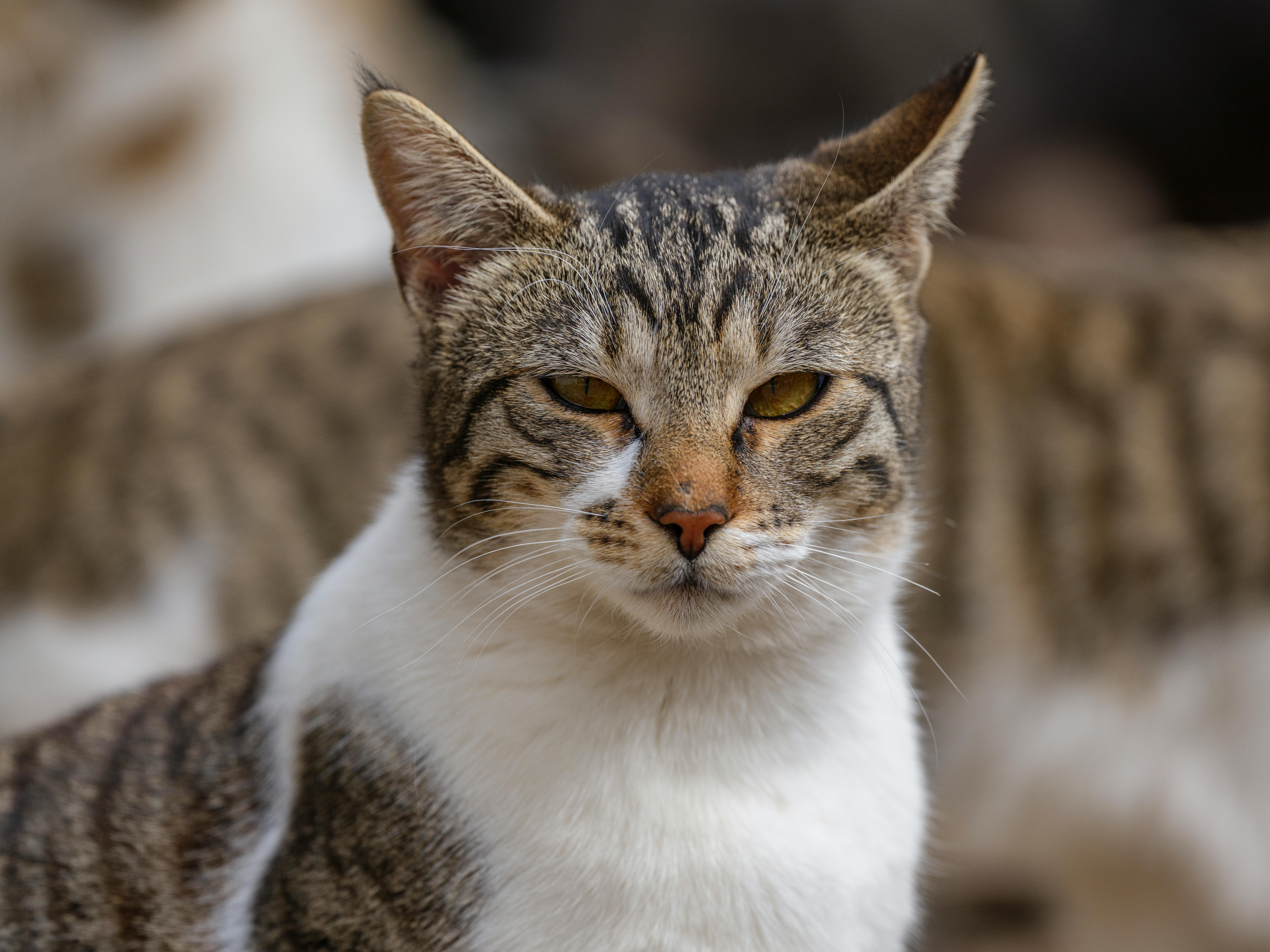 Potret Close Up Kucing Tabby Di Luar Ruangan · Foto Stok Gratis