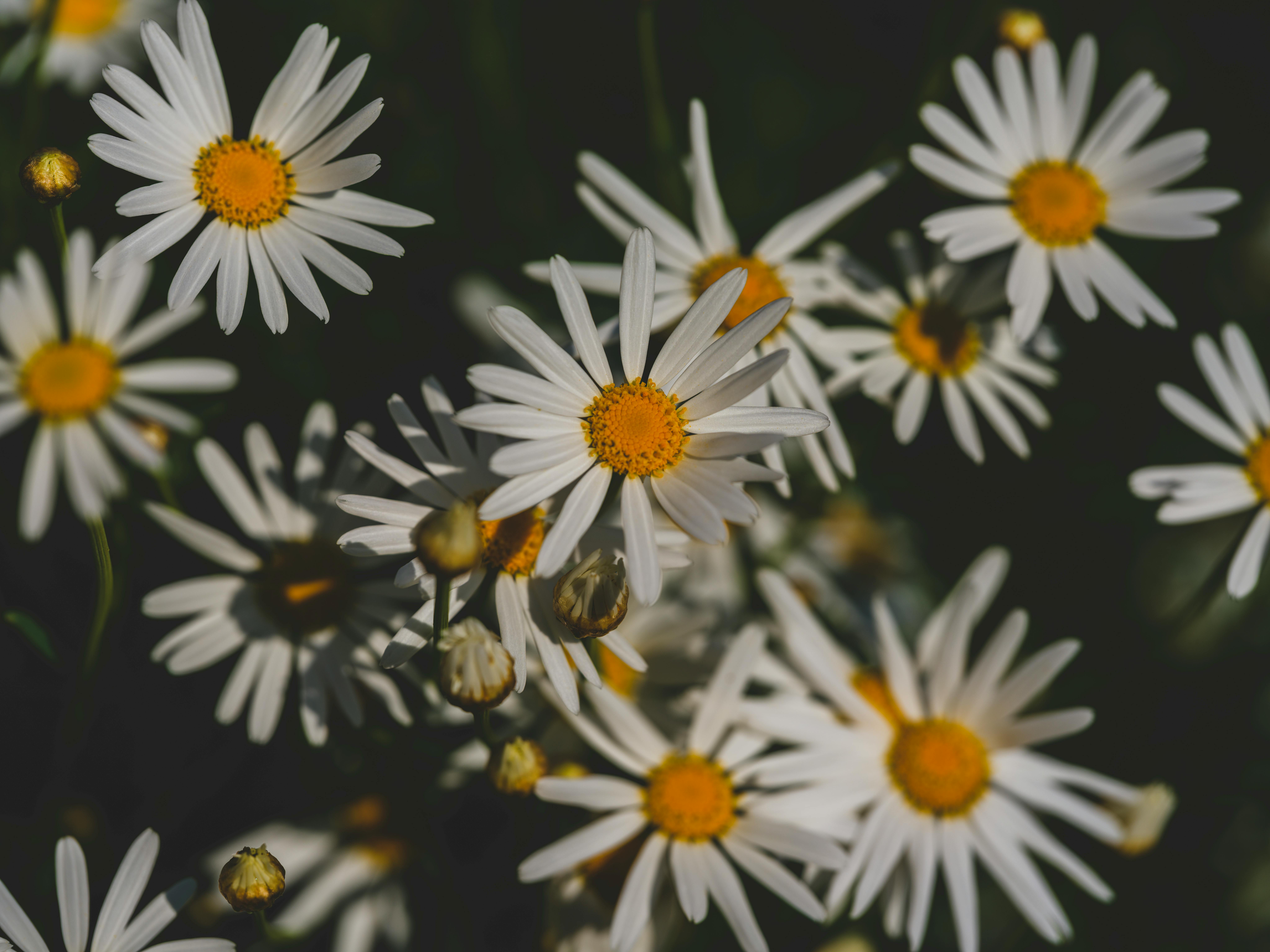Close Up Bunga Aster Yang Mekar Di Bawah Sinar Matahari · Foto Stok Gratis