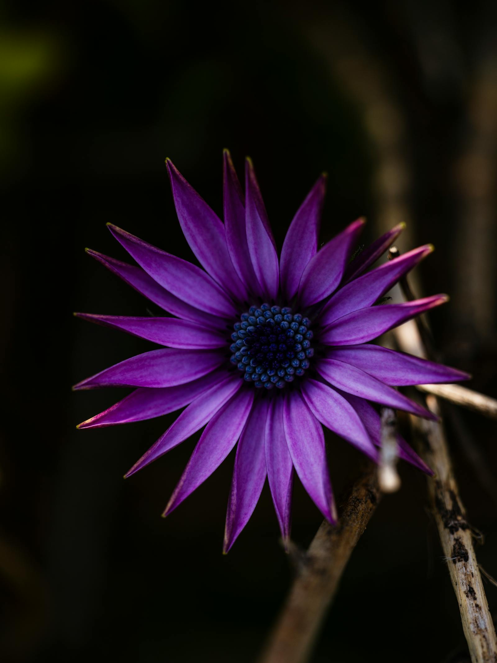 Roj Flower Photos, Download The BEST Free Roj Flower Stock Photos & HD Images