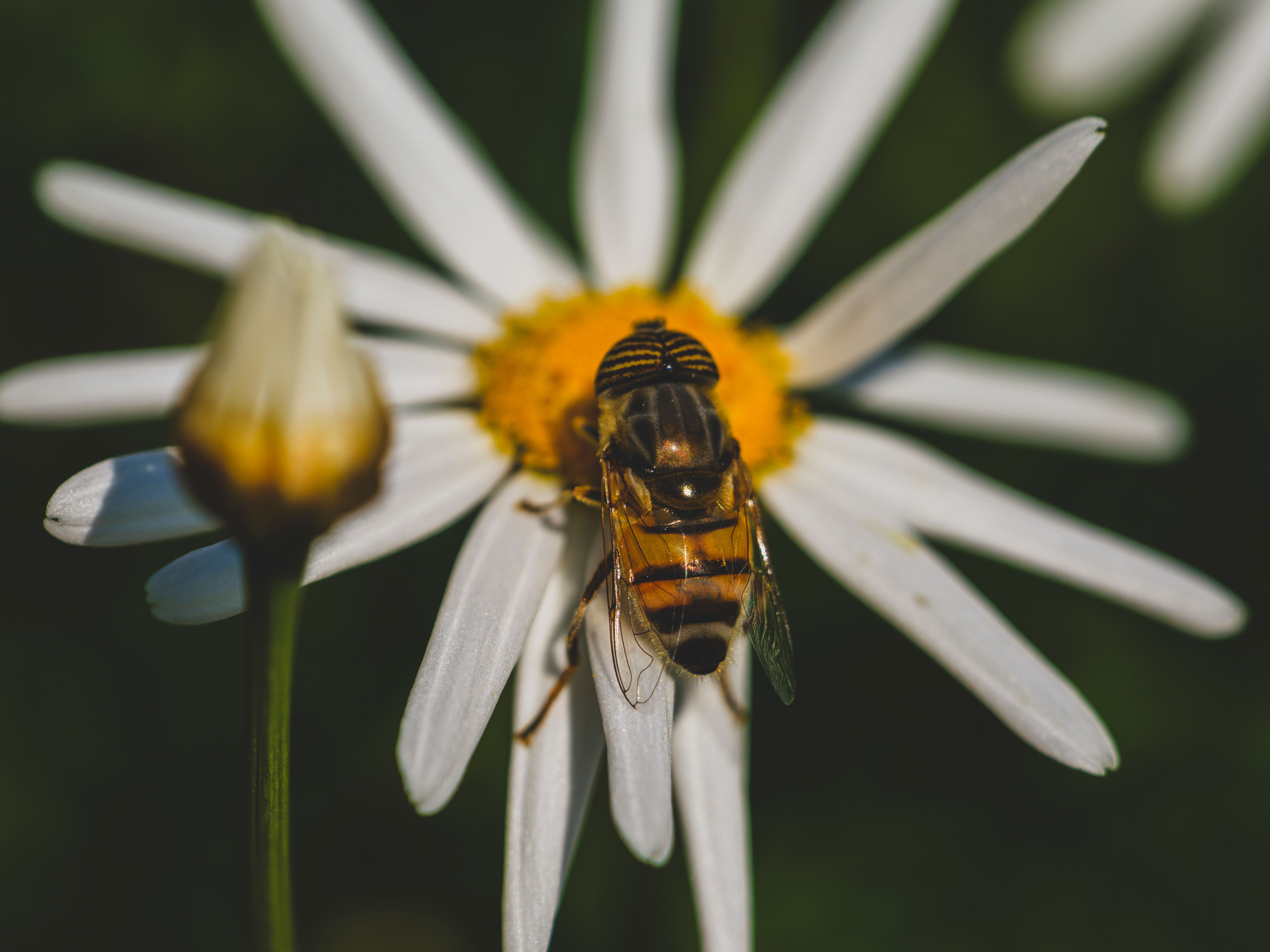 Macro Shot of Bee on Daisy Flower Blooms · Free Stock Photo
