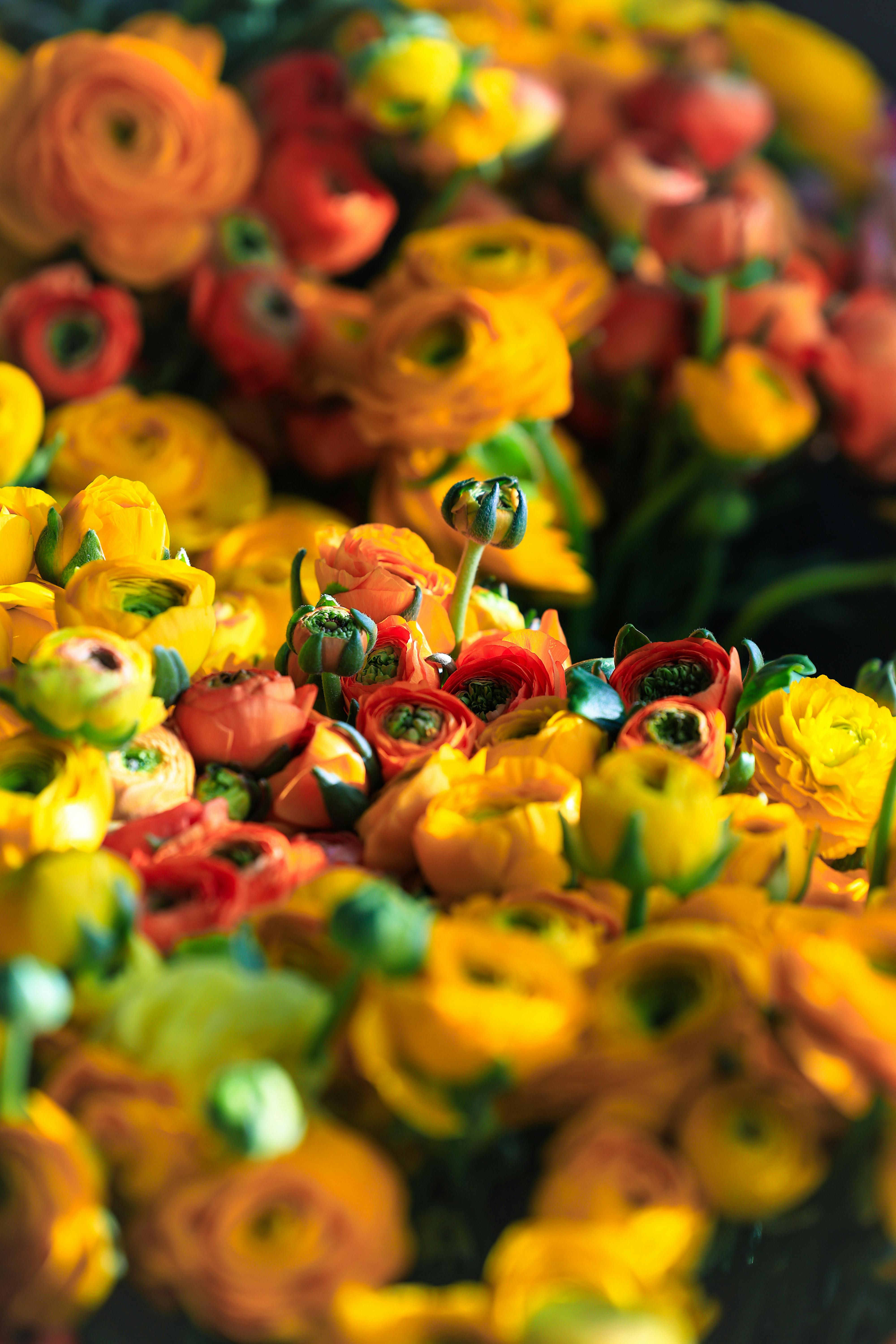 Vibrant Bouquet of Fresh Ranunculus Flowers · Free Stock Photo