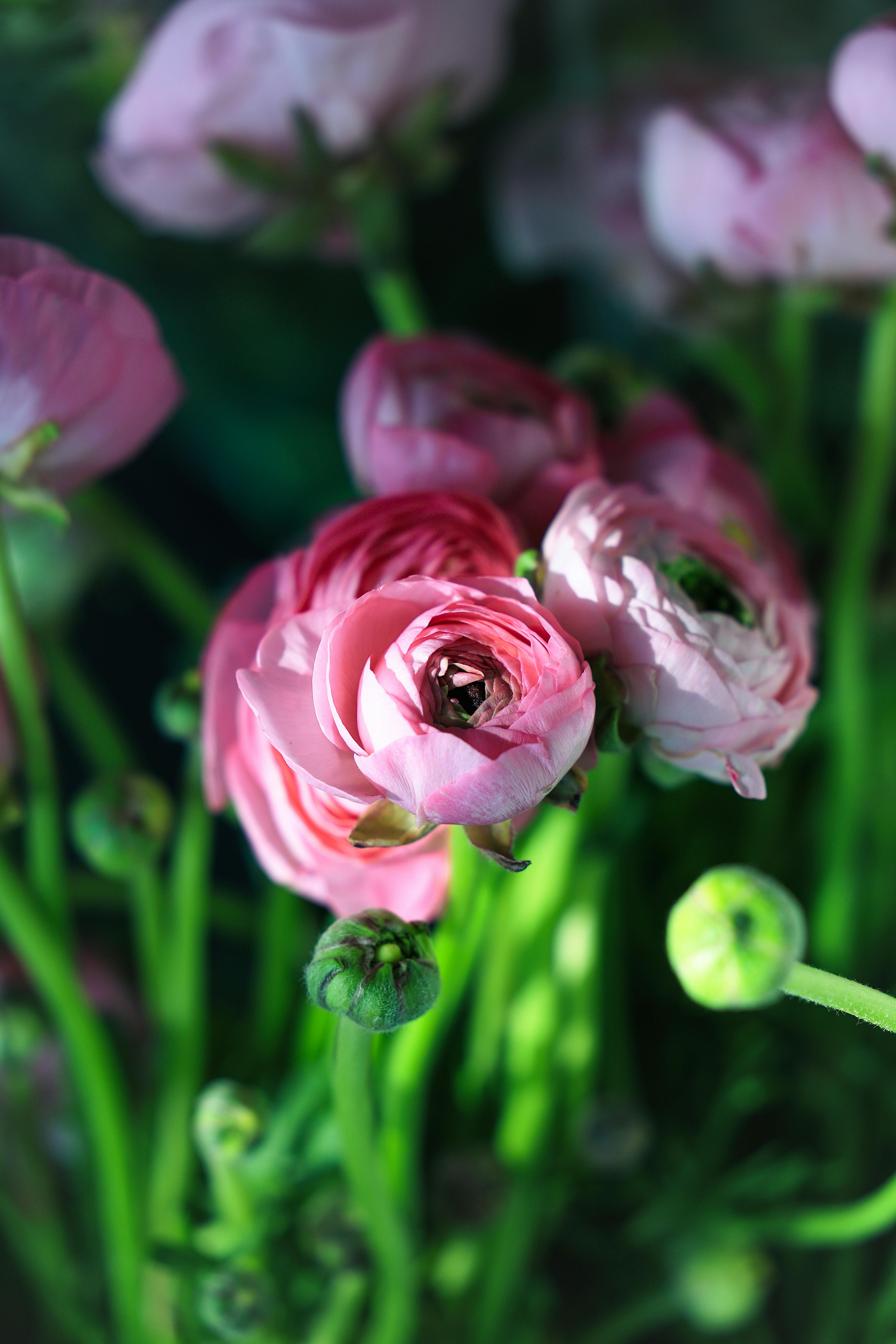 Close-up of Vibrant Pink Ranunculus Flowers · Free Stock Photo