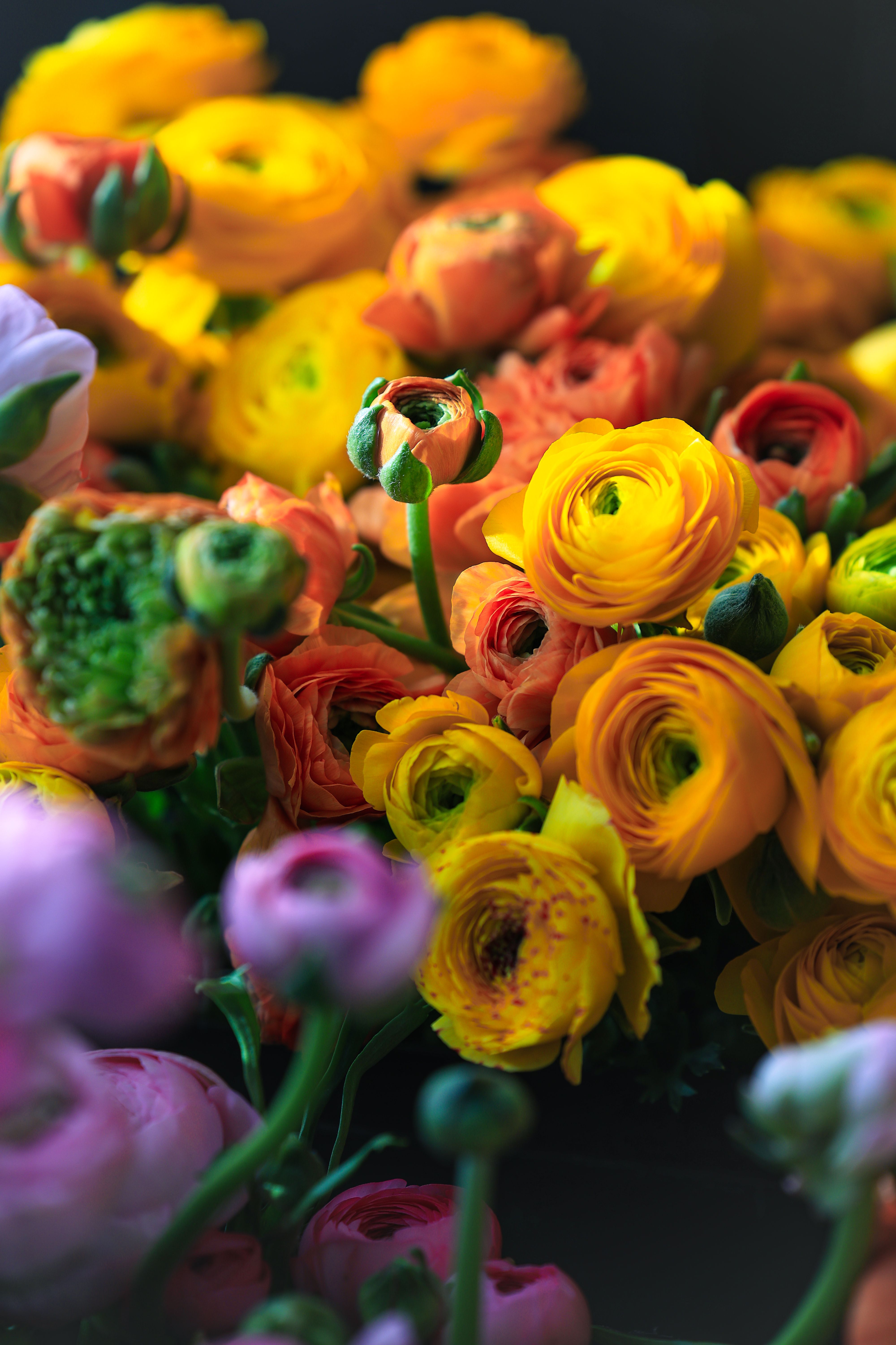 Vibrant Ranunculus Flowers in Bloom · Free Stock Photo