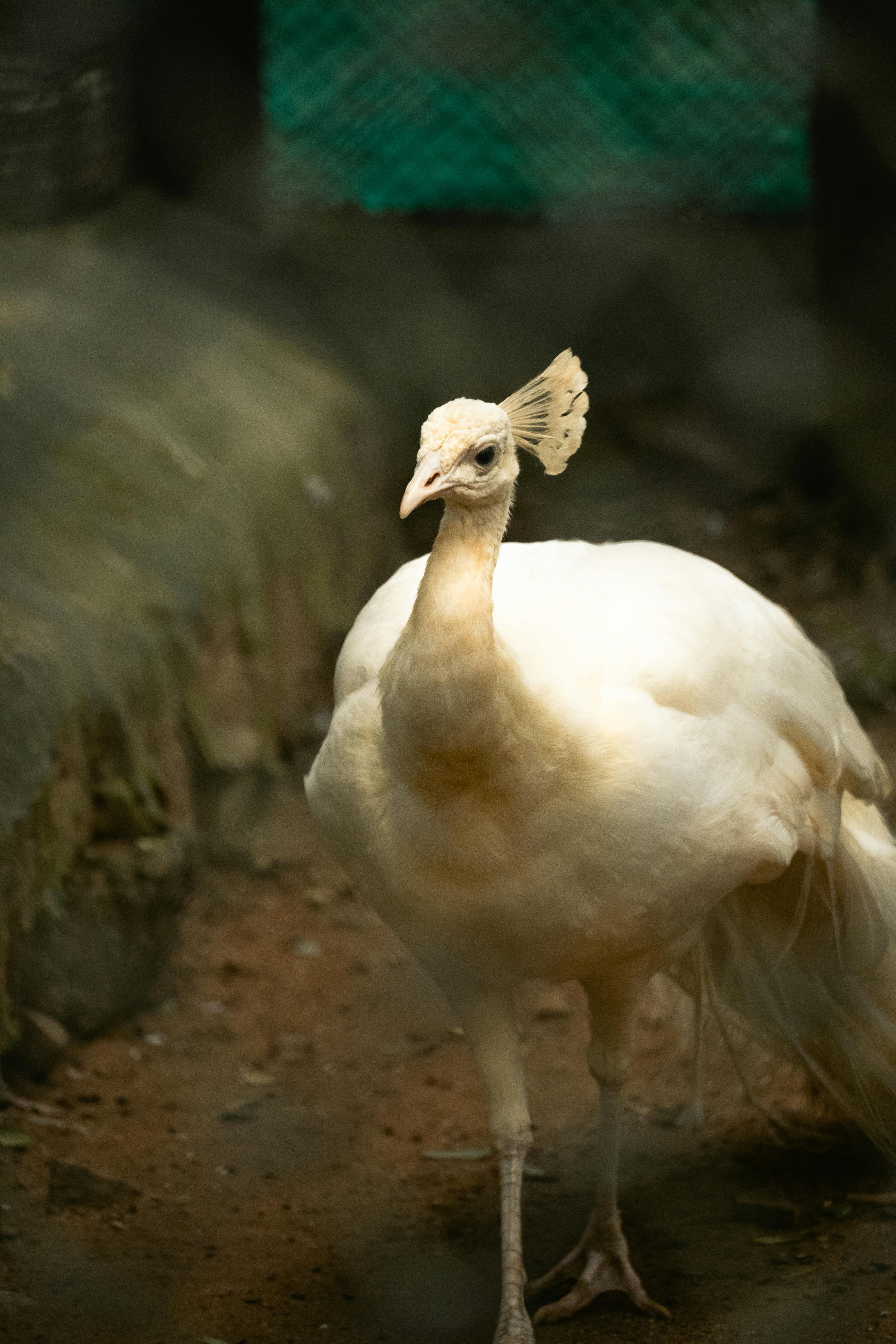 Elegant White Peacock in Bengaluru Zoo · Free Stock Photo