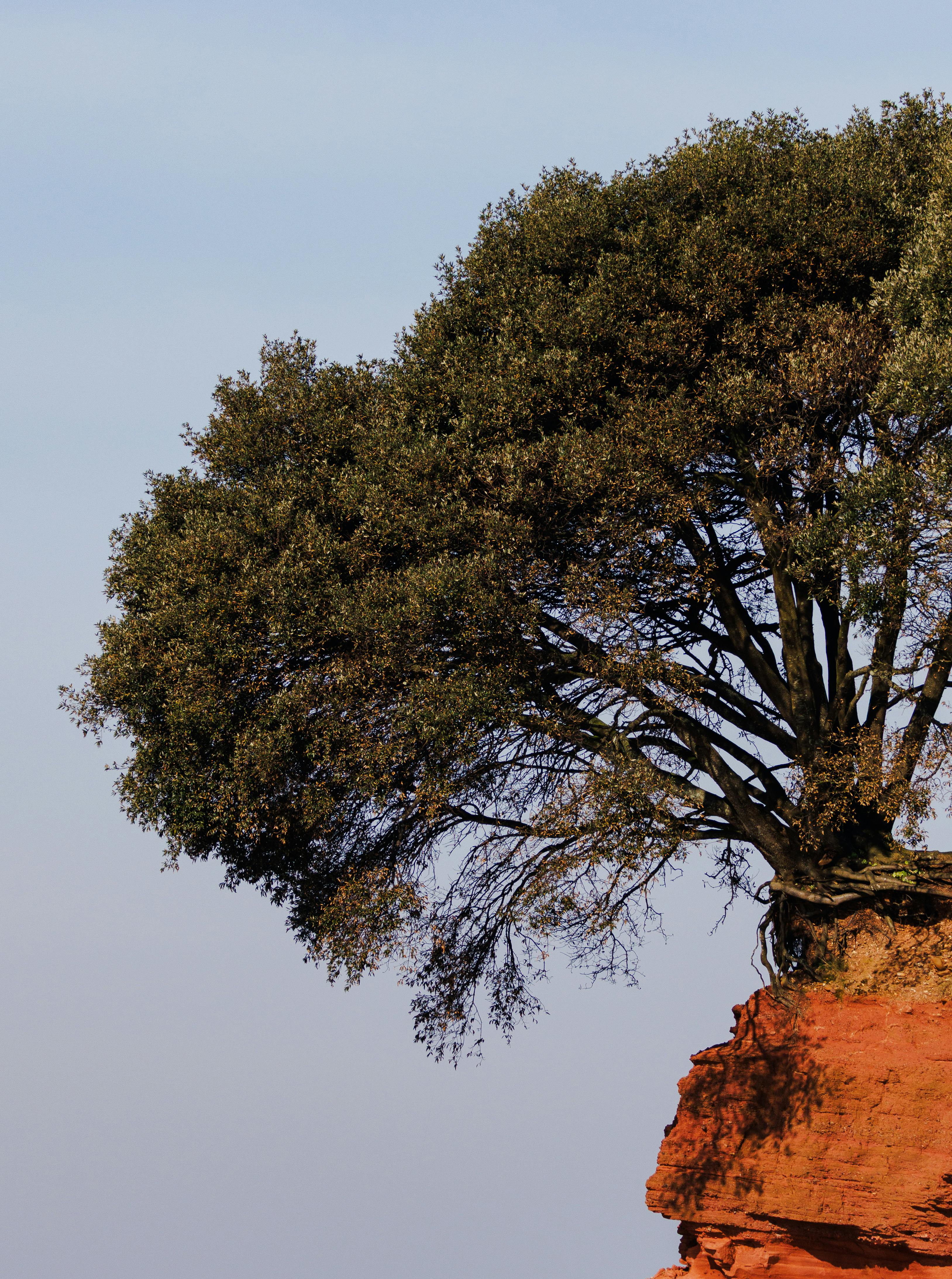 Deeply Rooted Tree Photos, Download The BEST Free Deeply Rooted Tree ...