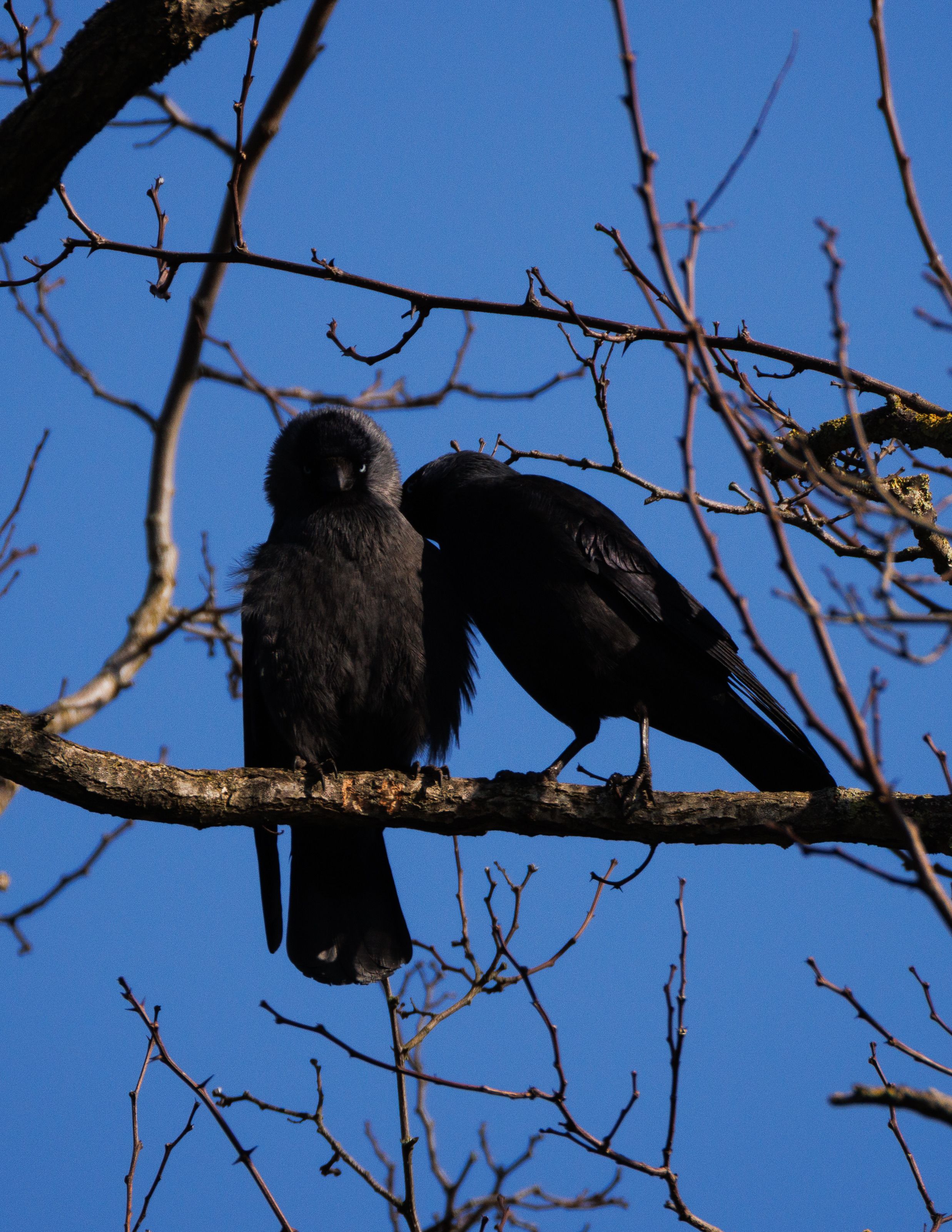 Crows Perched on a Tree Branch Against Blue Sky · Free Stock Photo