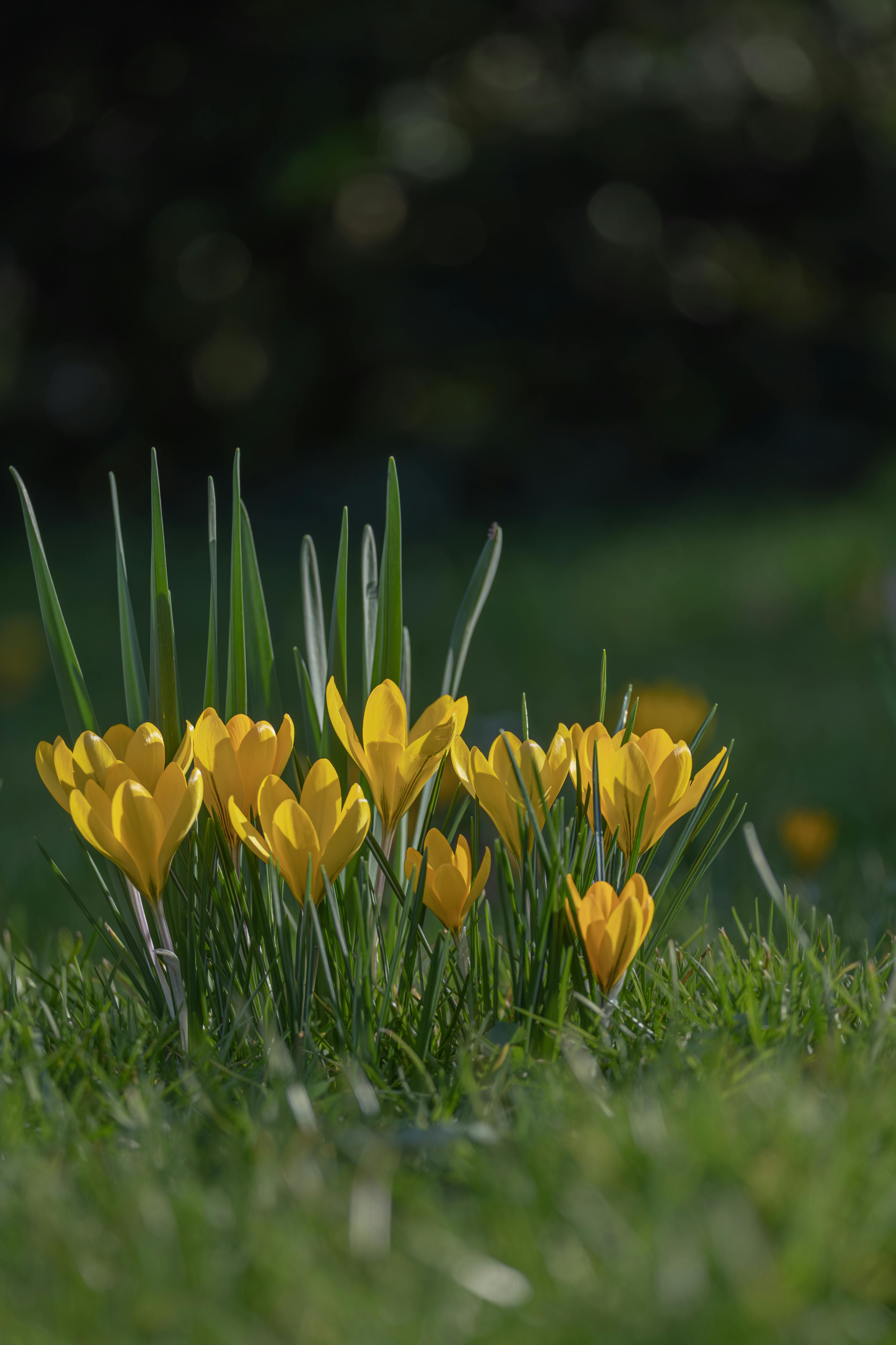Vibrant Yellow Crocuses in Spring Bloom · Free Stock Photo