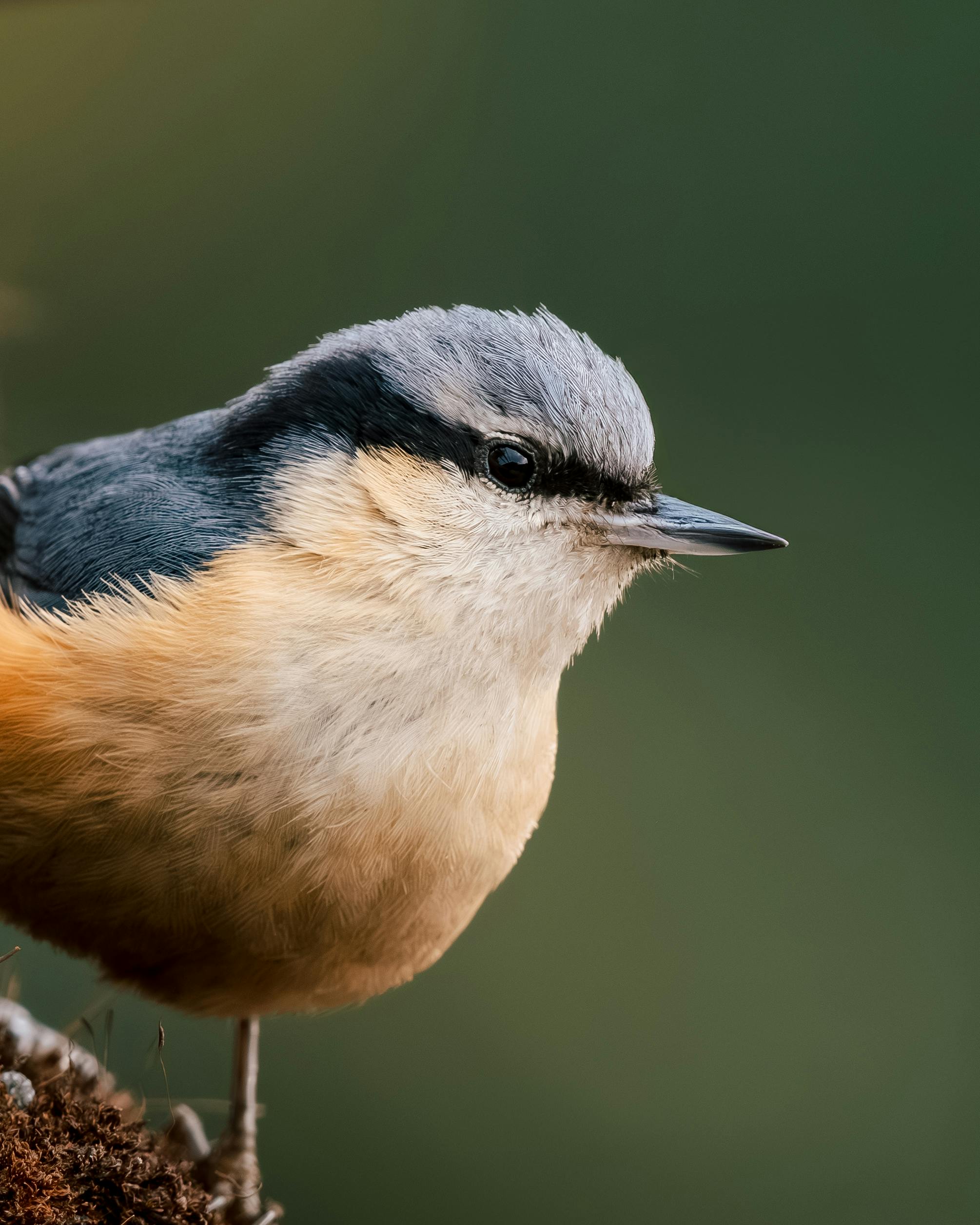 700 000+ Photo+de+caca+humain banque d’images et photos libres de droit ...