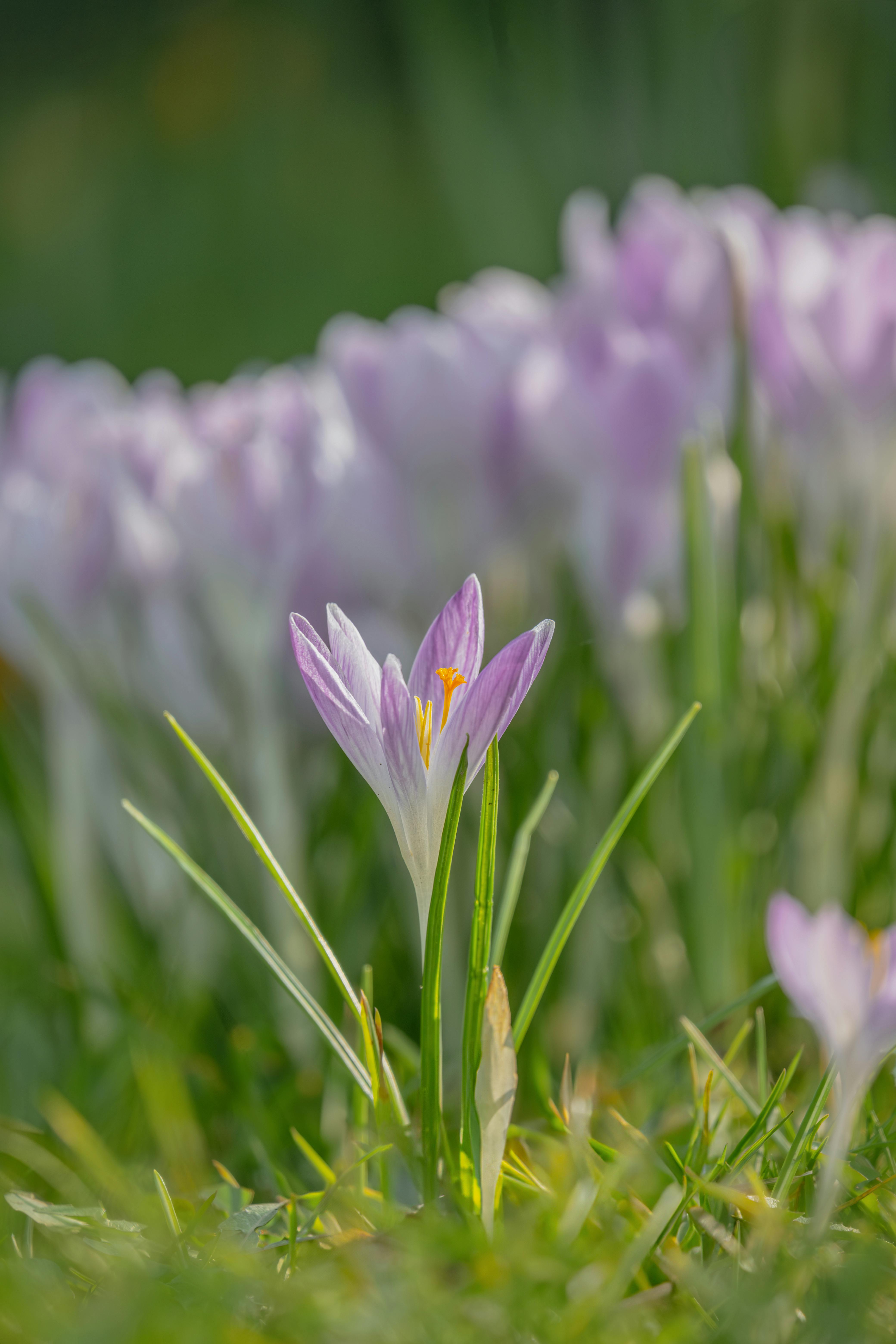 Vibrant Crocus Flowers in Springtime Bloom · Free Stock Photo