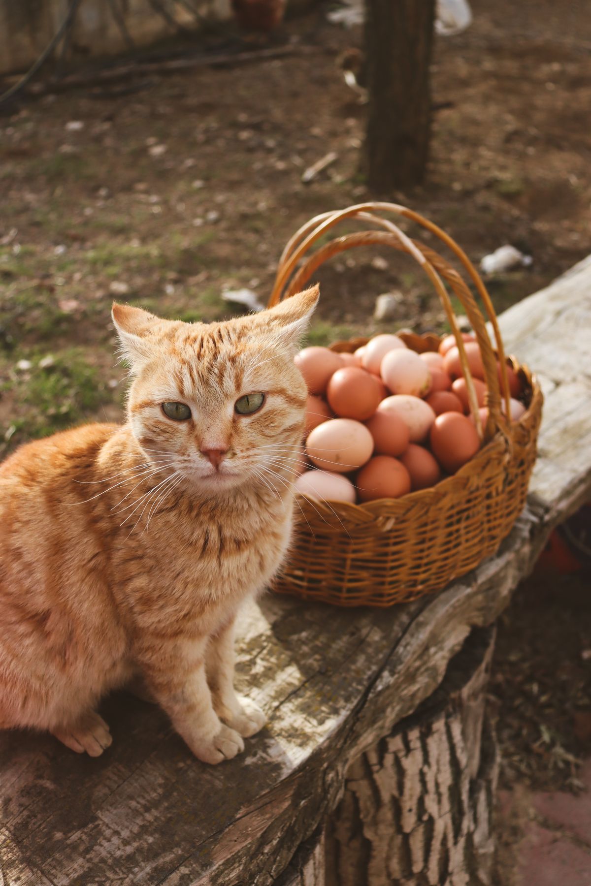 Freaky Cat Photos, Download The BEST Free Freaky Cat Stock Photos & HD ...