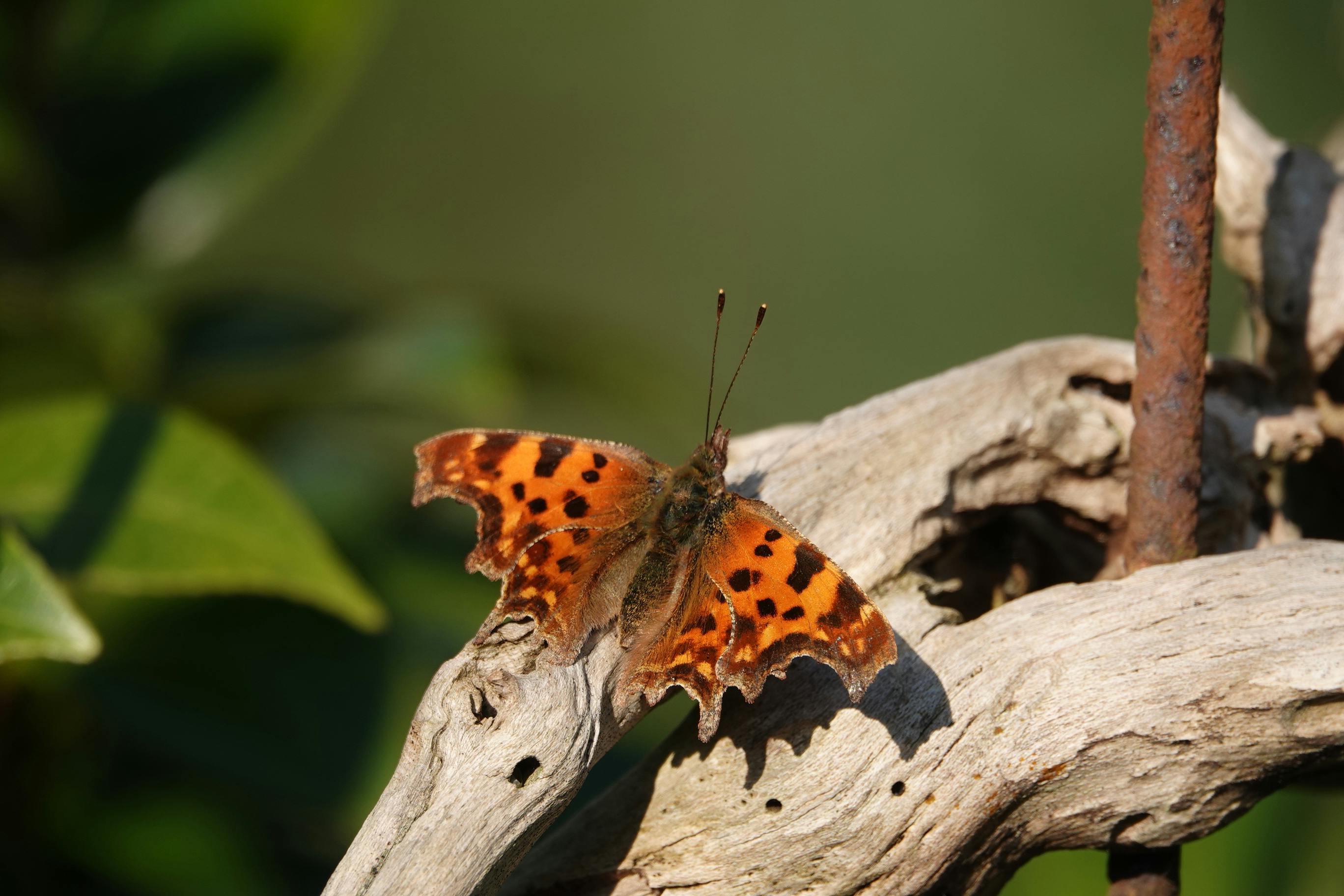 Comma Pattern Photos, Download The BEST Free Comma Pattern Stock Photos ...
