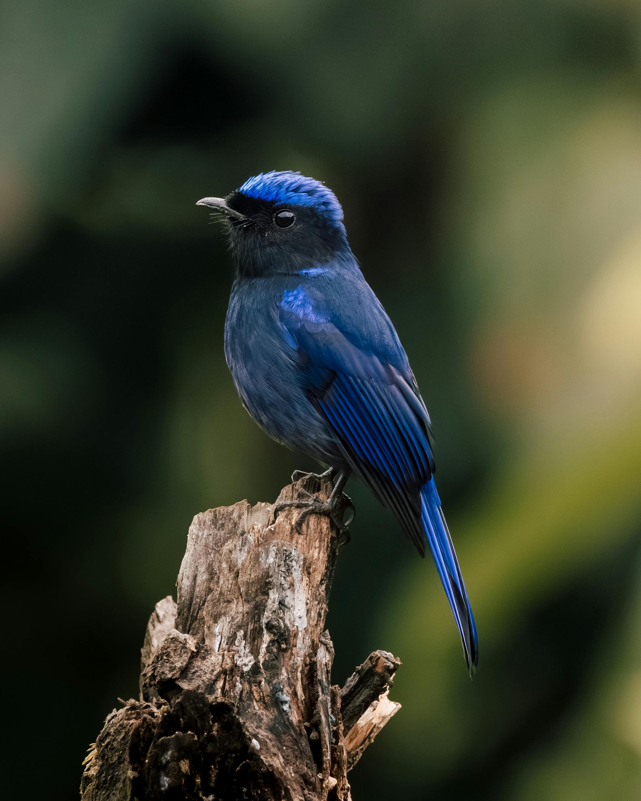 Blue Whistling Thrush Perched in Rishop Forest · Free Stock Photo