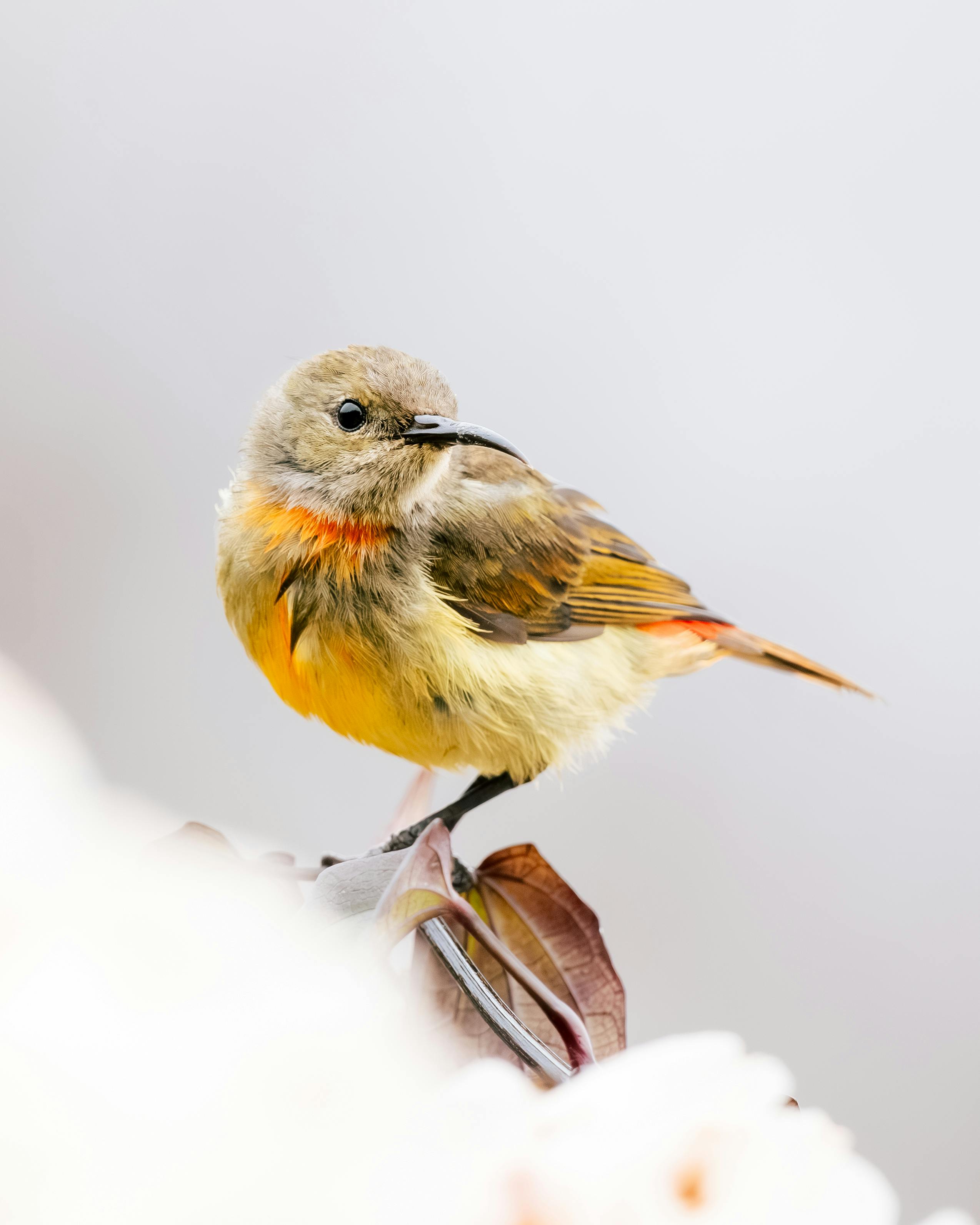 Green Bird · Free Stock Photo