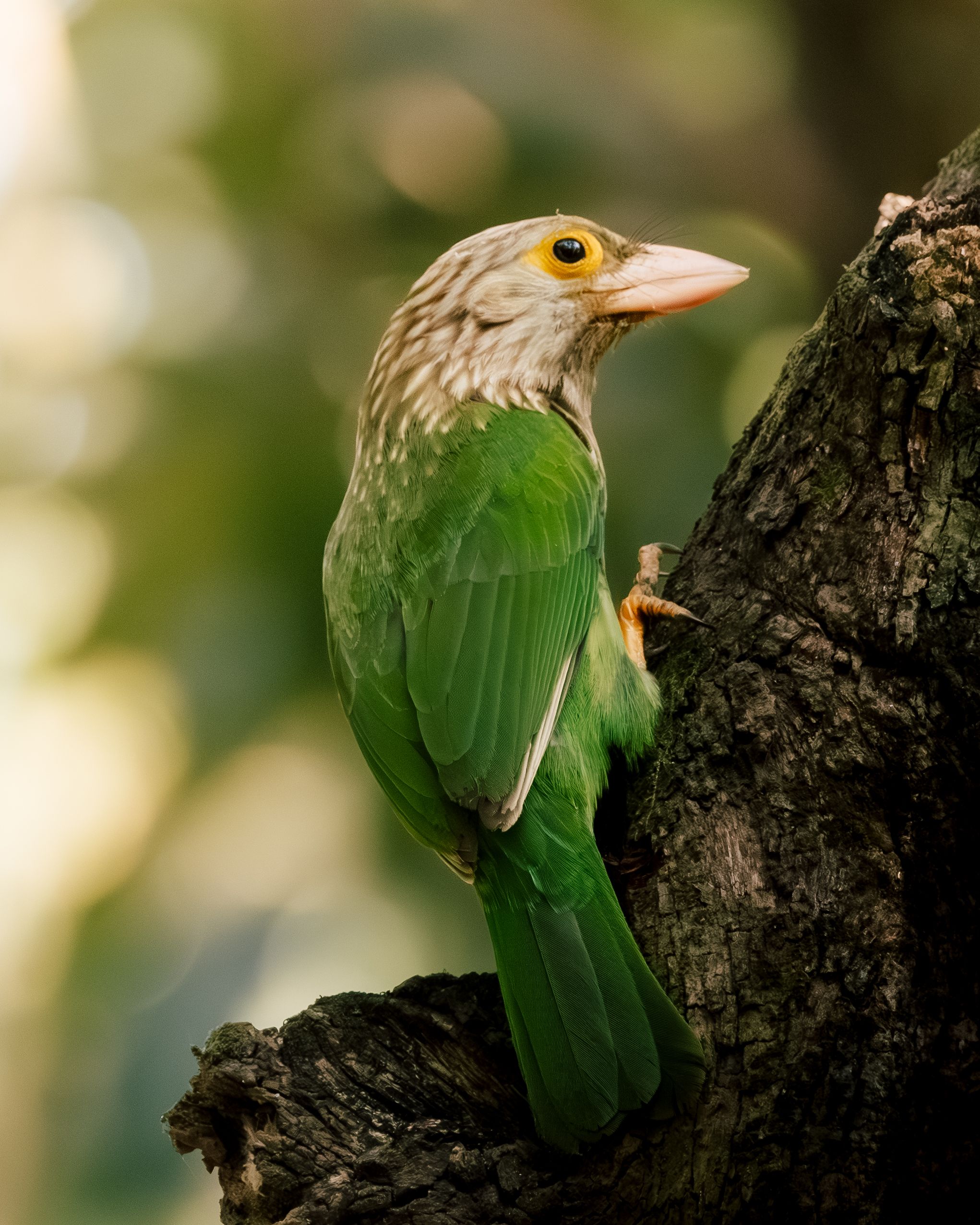 White-Cheeked Barbet on a Perch in India · Free Stock Photo