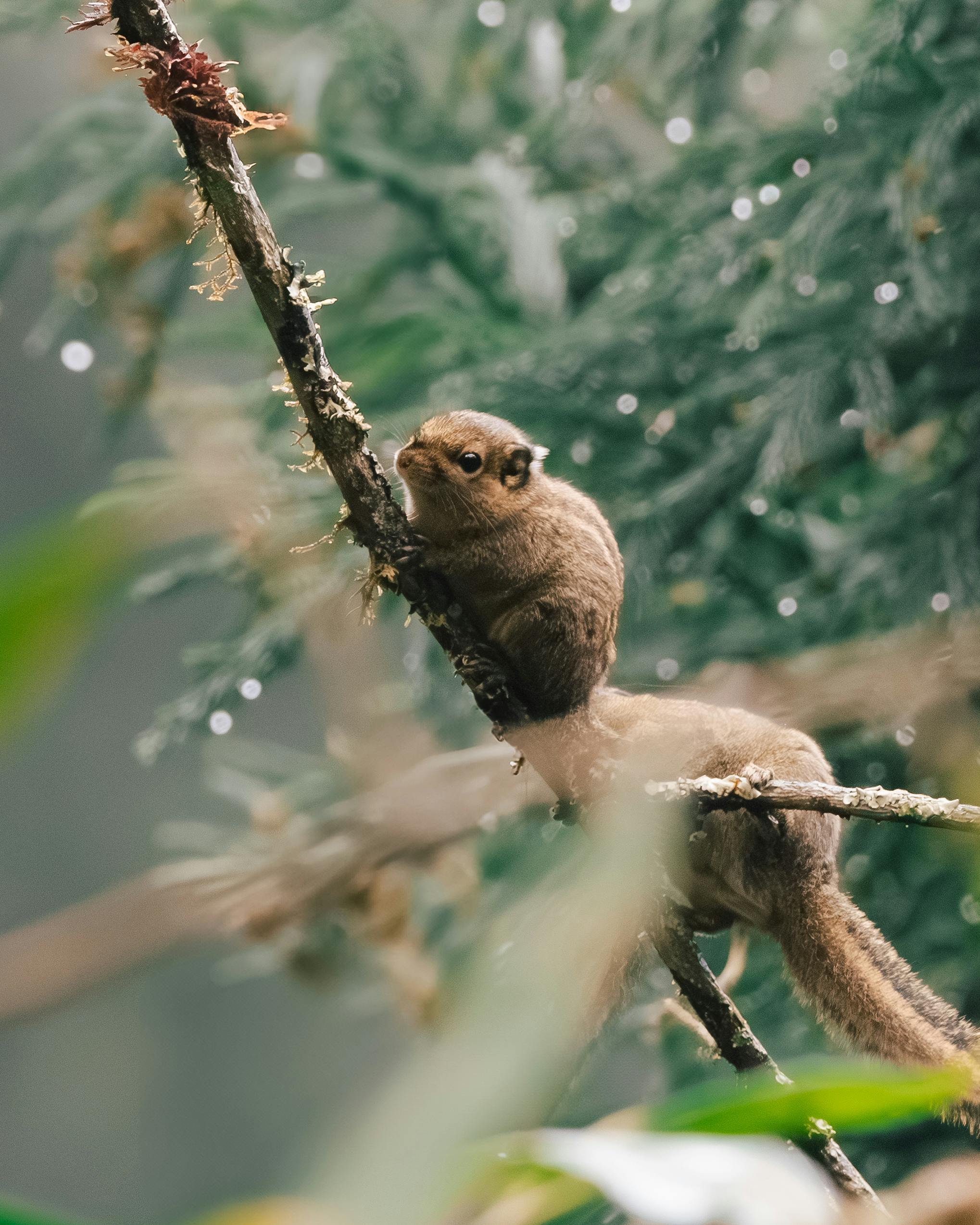 Curious Squirrel in Rishop Forest, West Bengal · Free Stock Photo