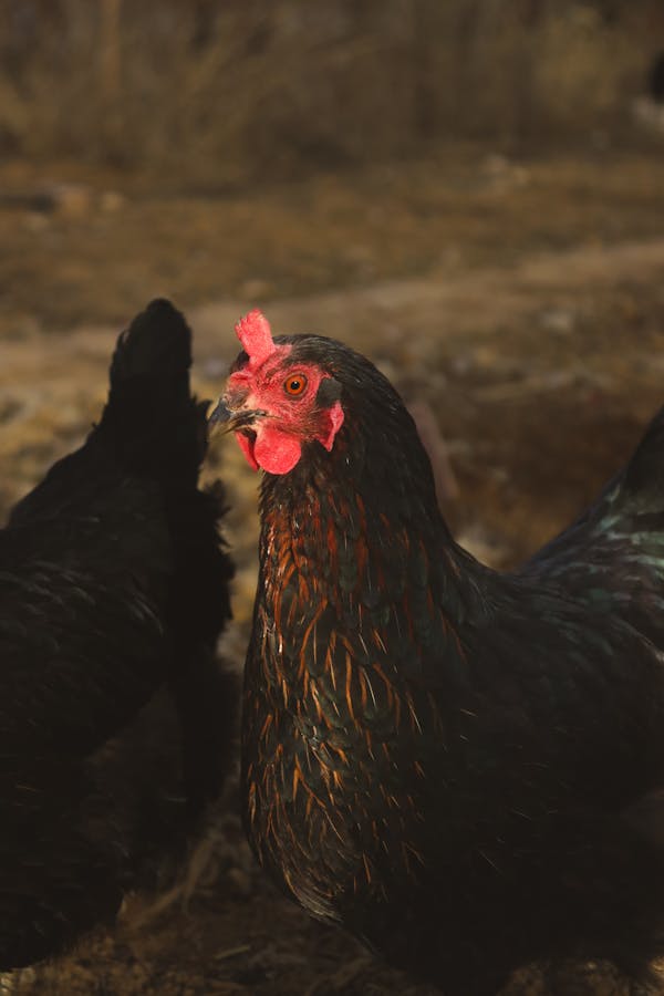 Free+Tuff+Pfp Photos, Download The BEST Free Free+Tuff+Pfp Stock Photos ...