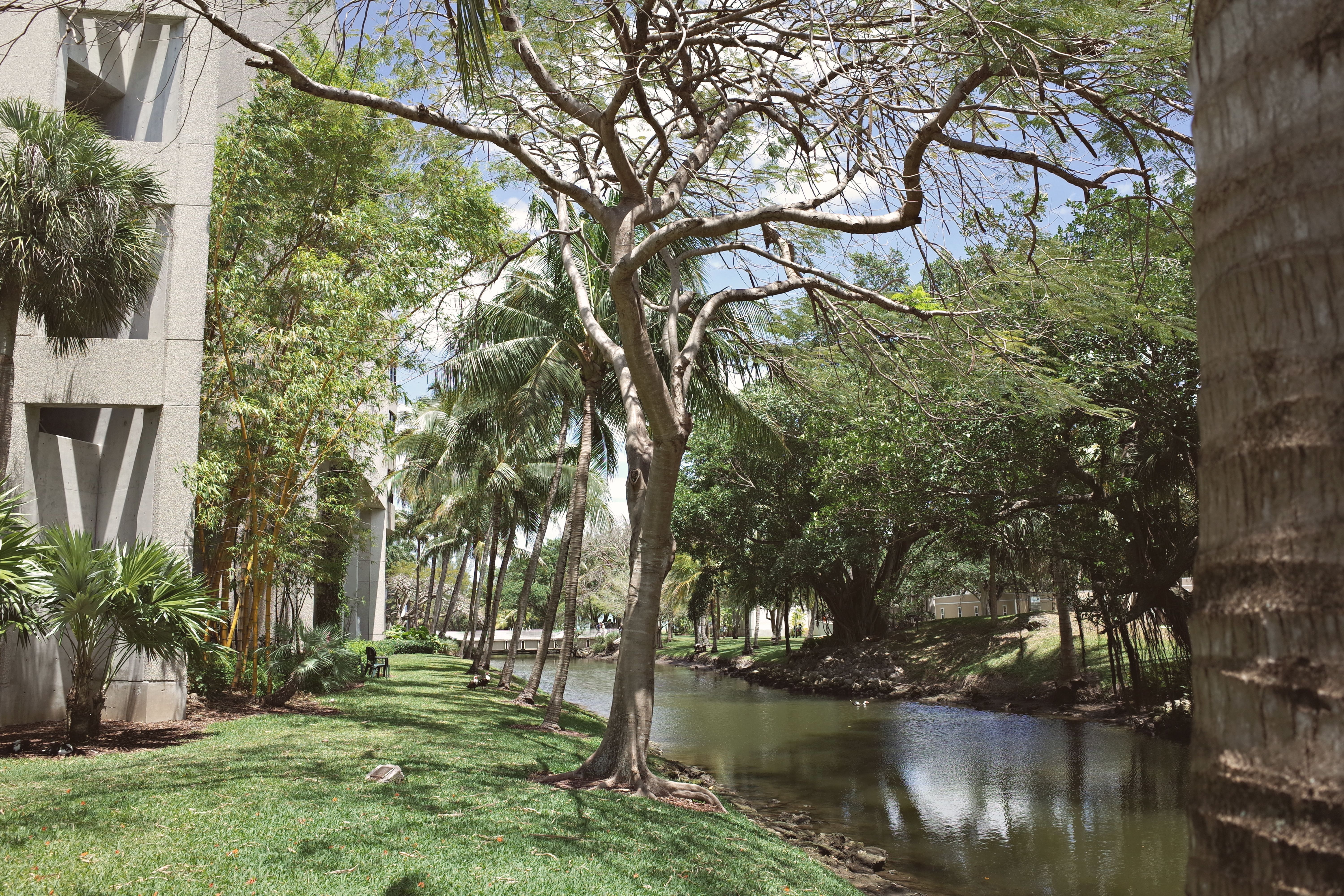 Tranquil Campus Scenery at University of Miami · Free Stock Photo