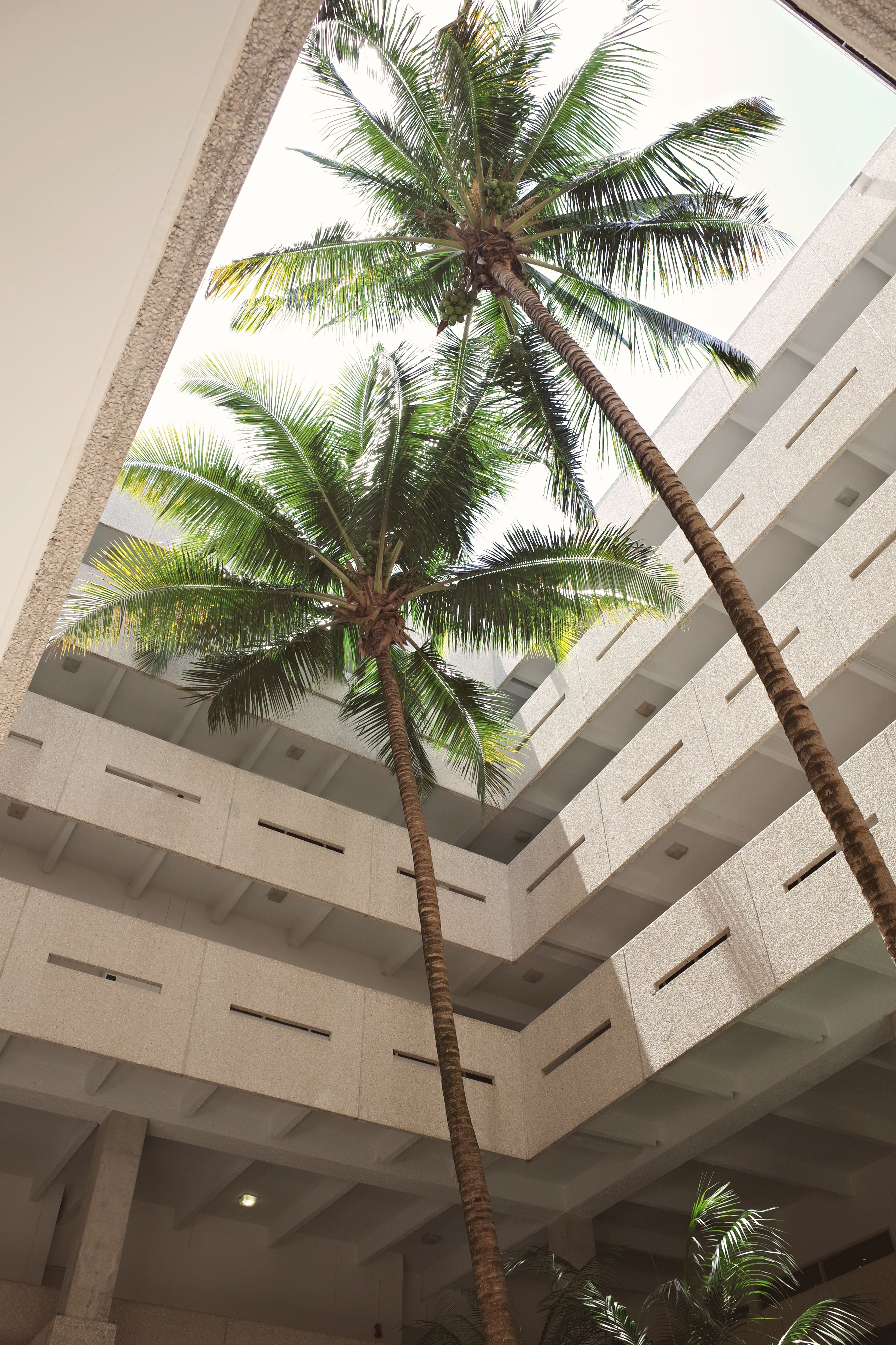 Palm Trees in Modern University Courtyard · Free Stock Photo