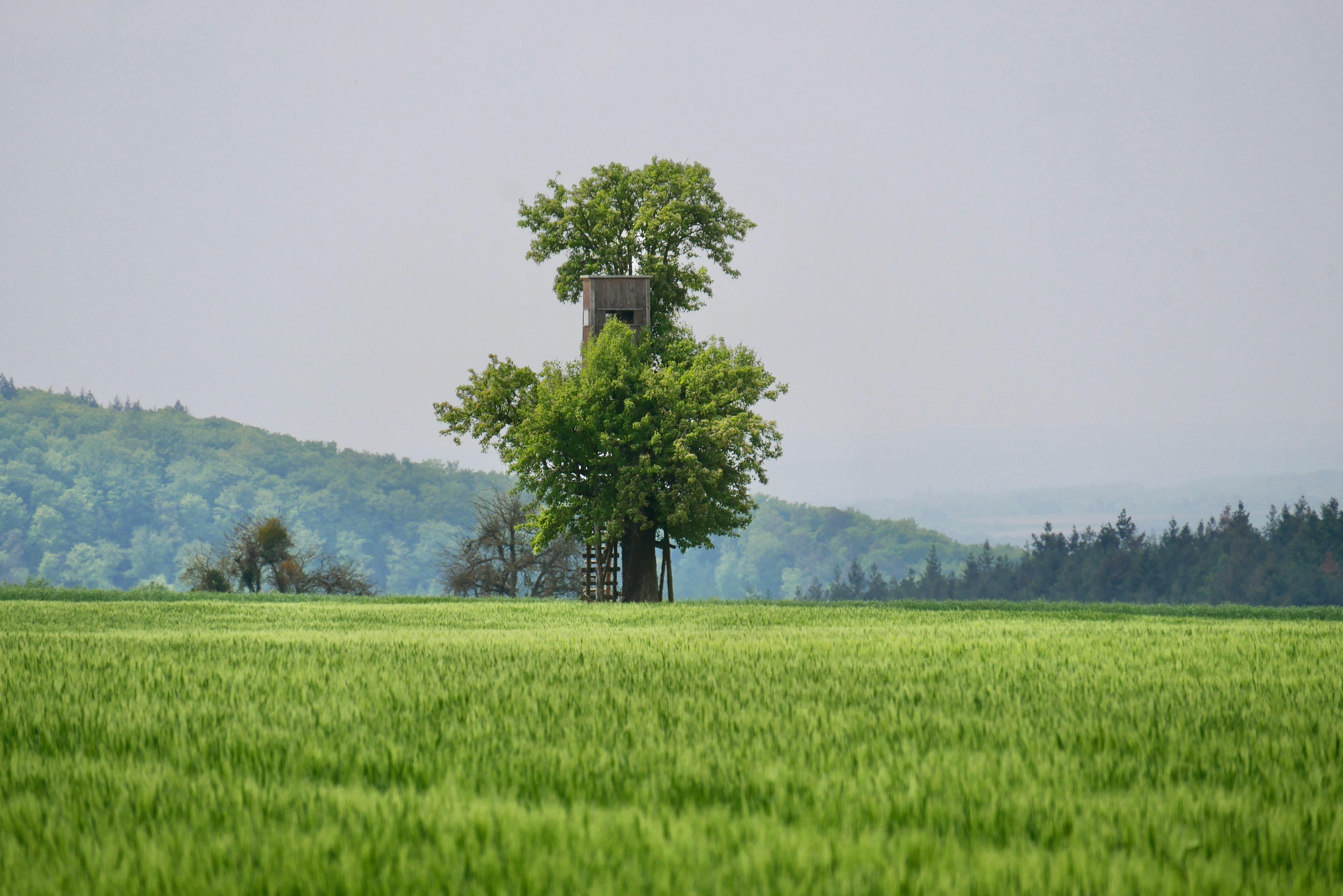 Solitary Tree in Green Field with Hidden Tower · Free Stock Photo