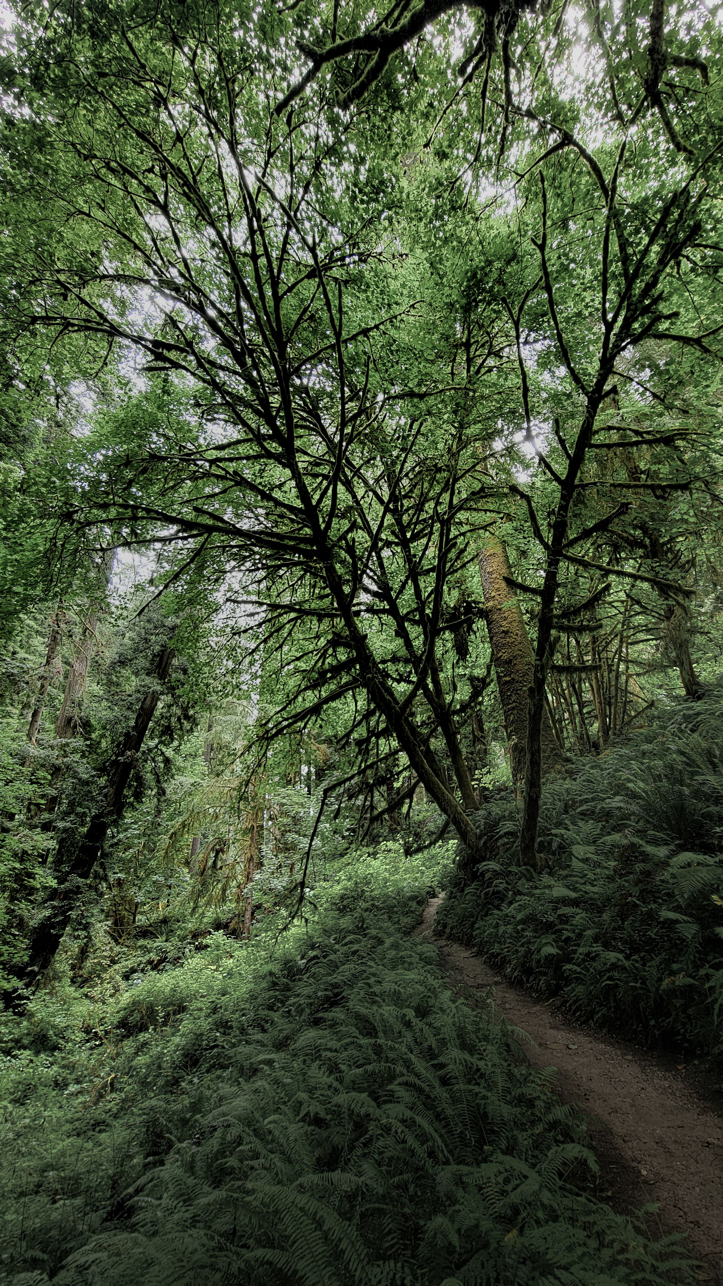 Photo Of Forest Trees and a Black Stone Pathway during Daytime · Free ...