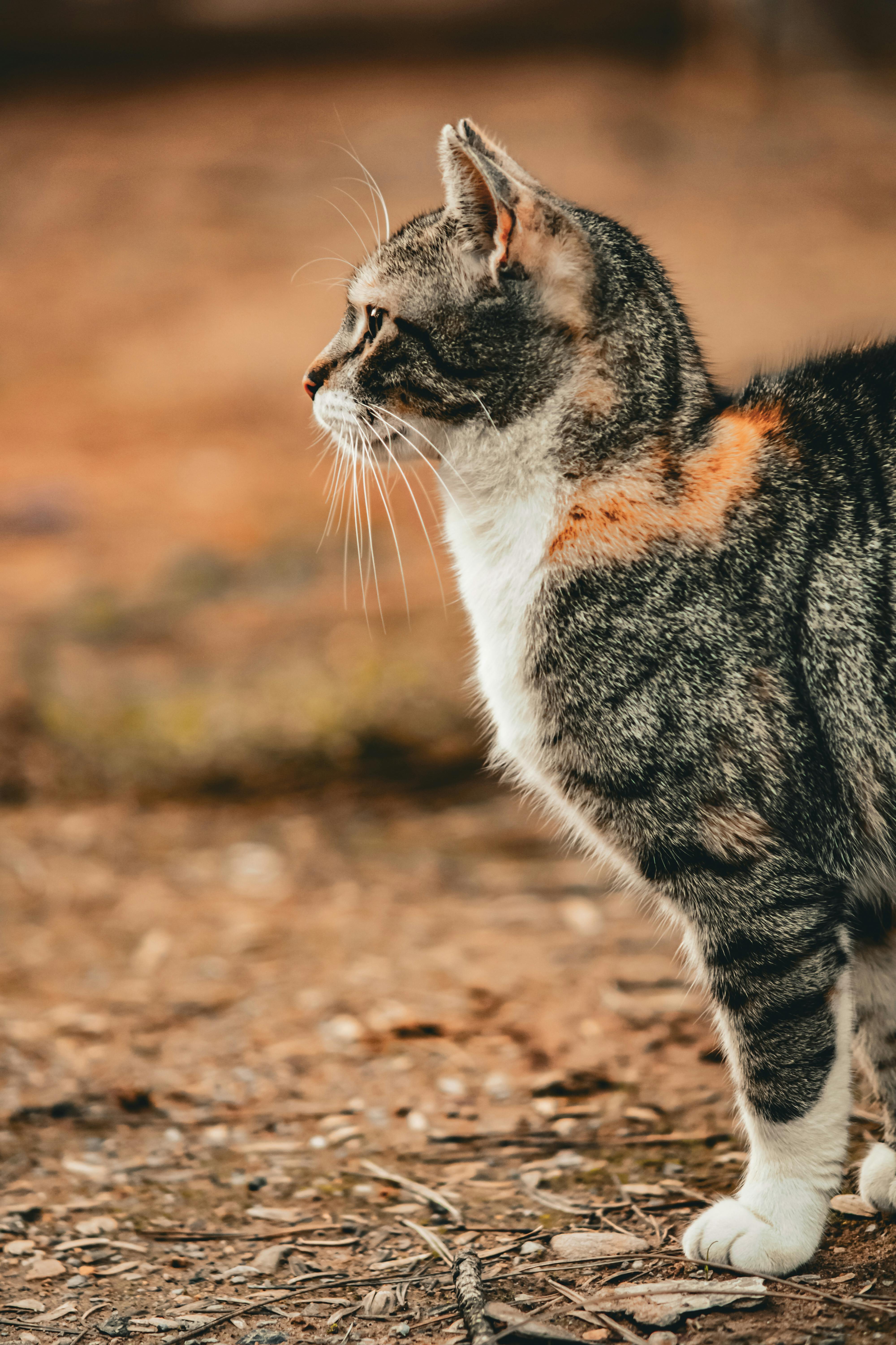 Cat Side View Photos, Download The BEST Free Cat Side View Stock Photos ...