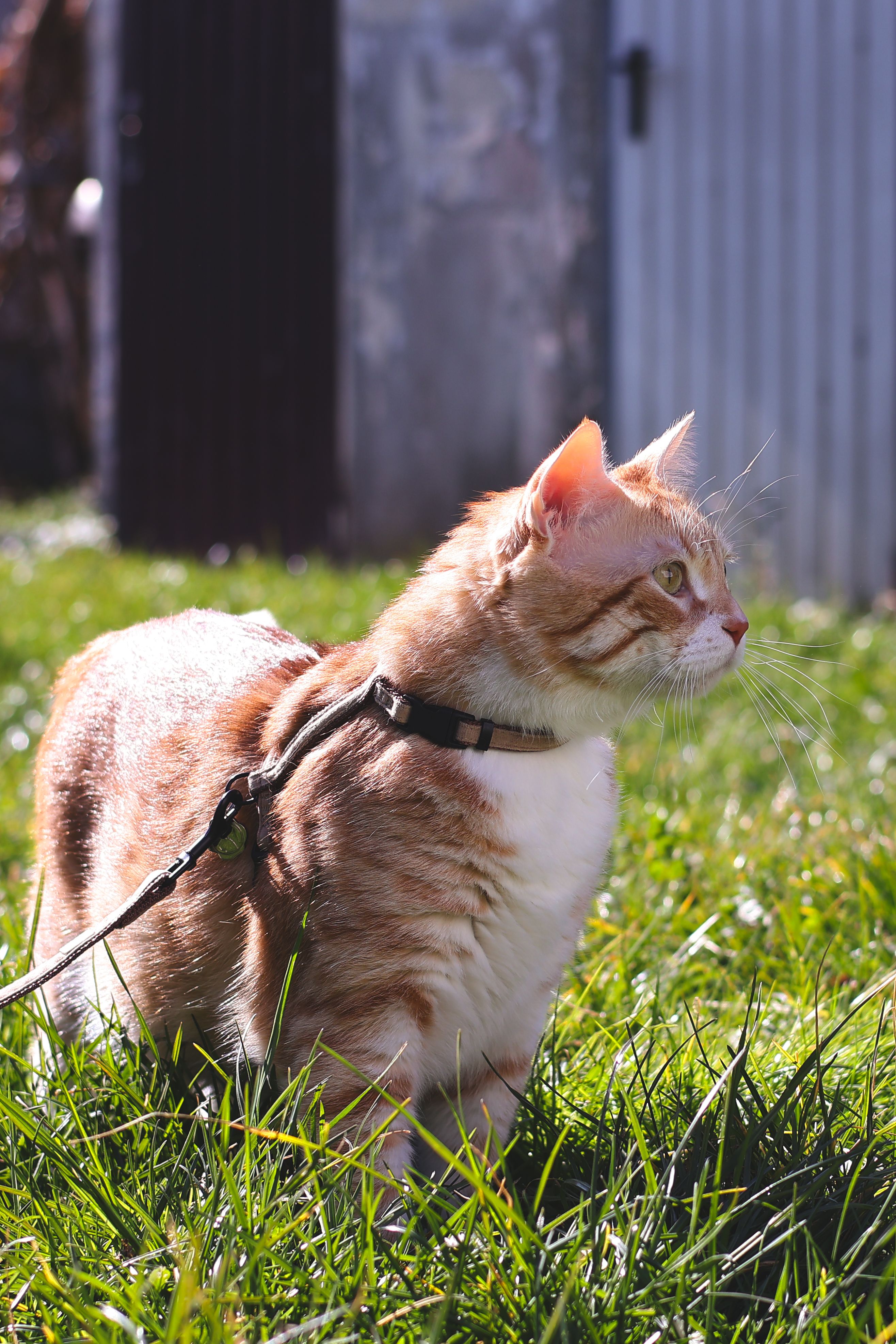 Maxwell The Cat Photos, Download The BEST Free Maxwell The Cat Stock ...