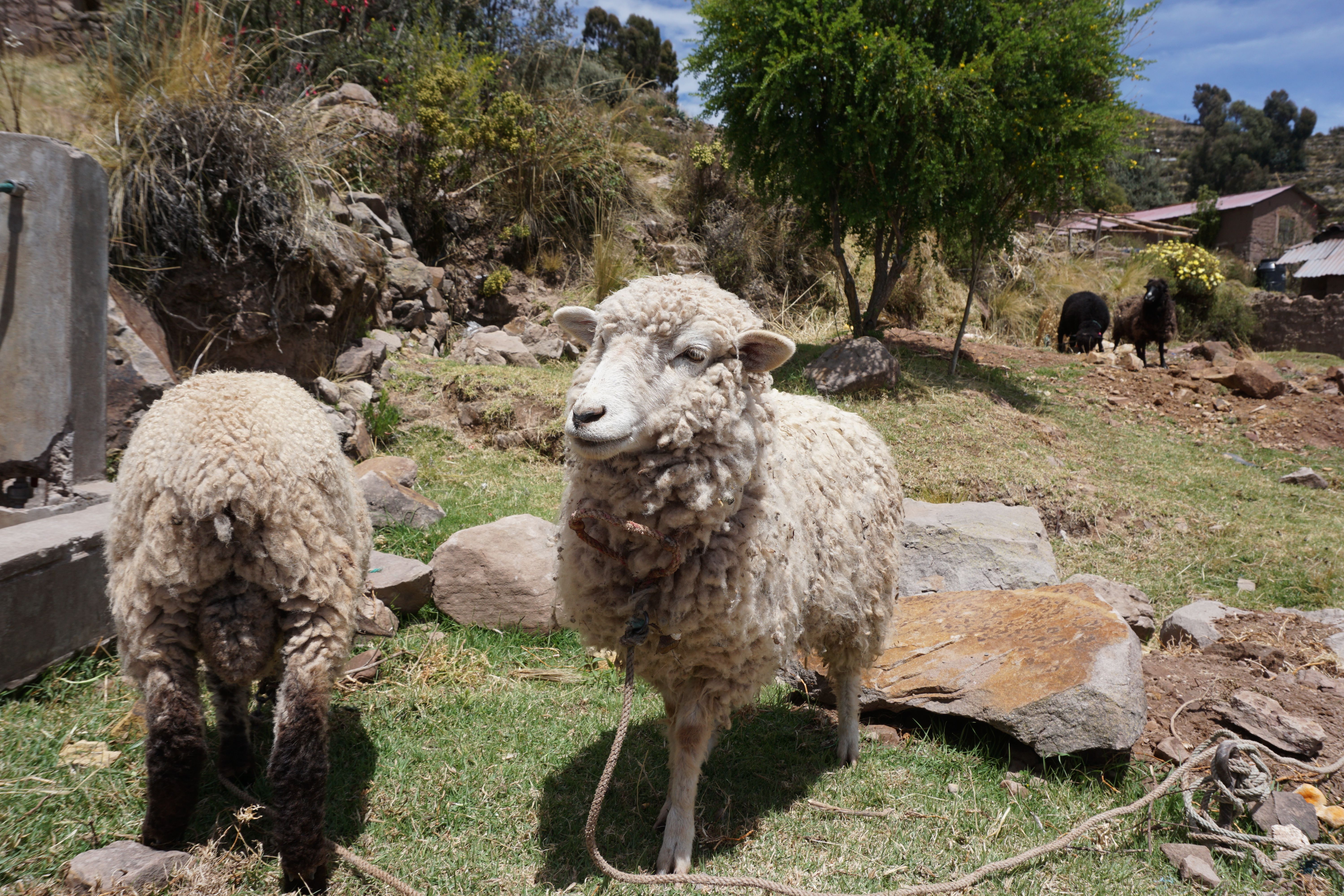 Lamb Landscape Photos, Download The BEST Free Lamb Landscape Stock ...