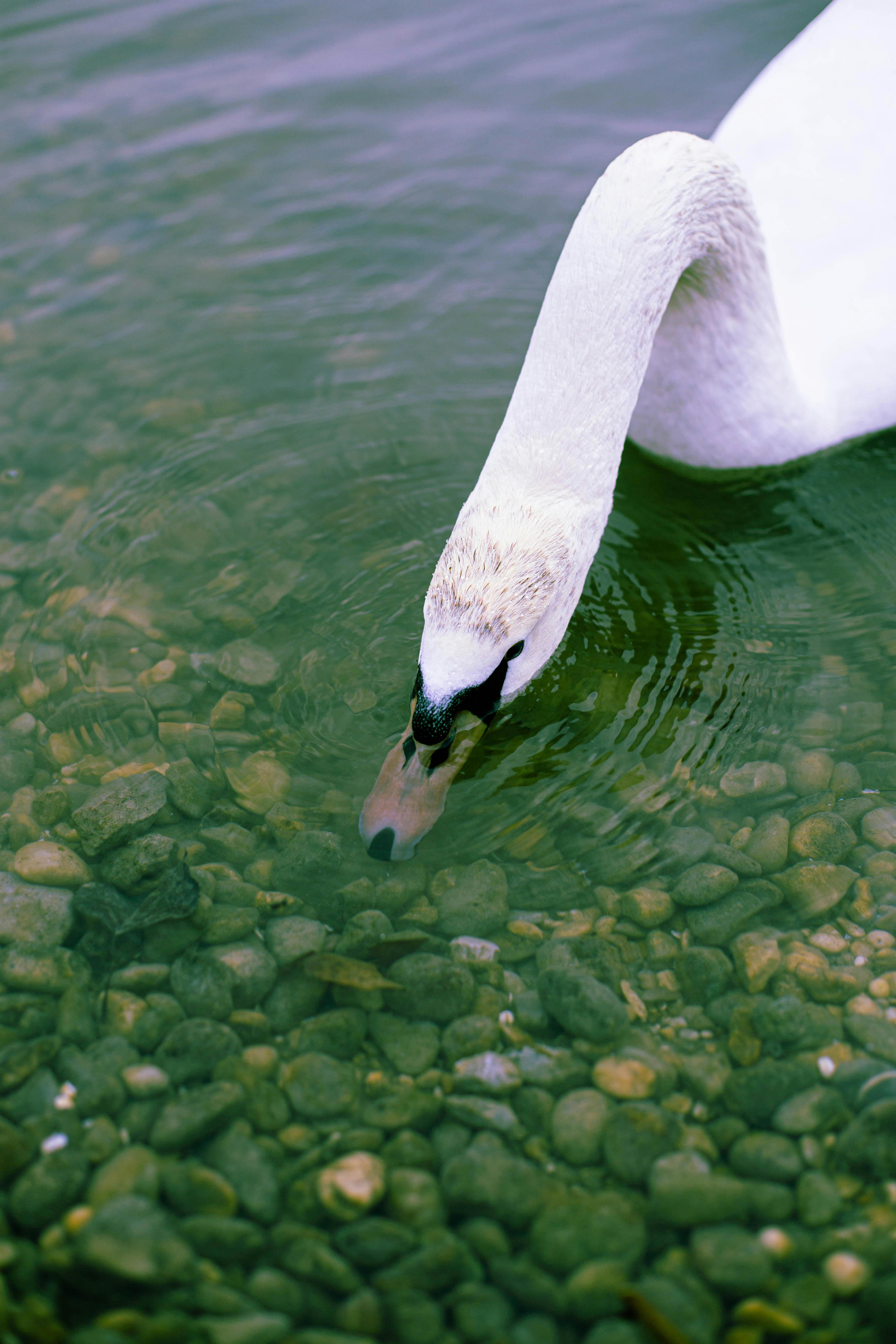 Elegant Swan Dipping its Head in Clear Water · Free Stock Photo