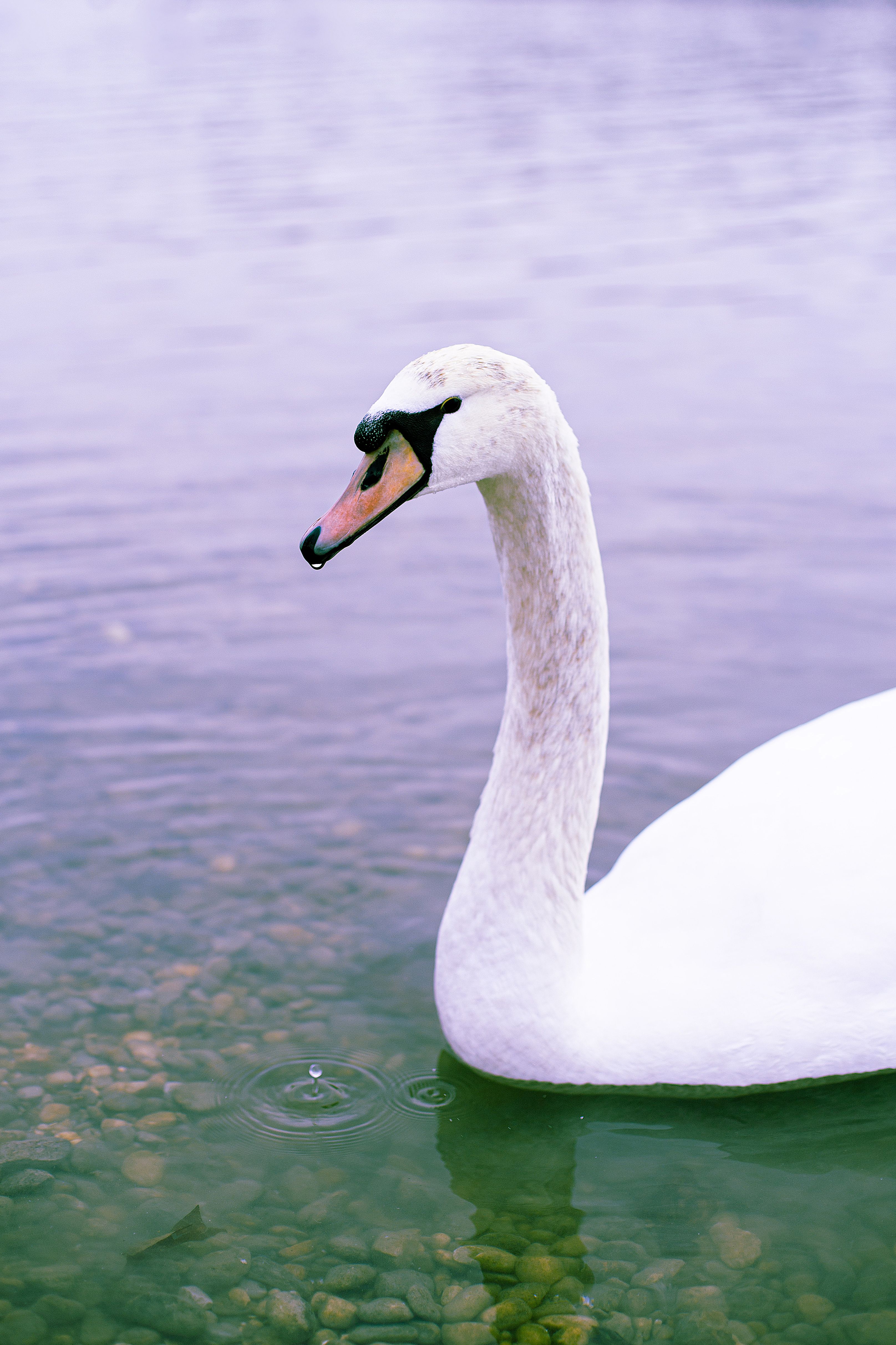 Wild Nature Photos, Download The BEST Free Wild Nature Stock Photos ...