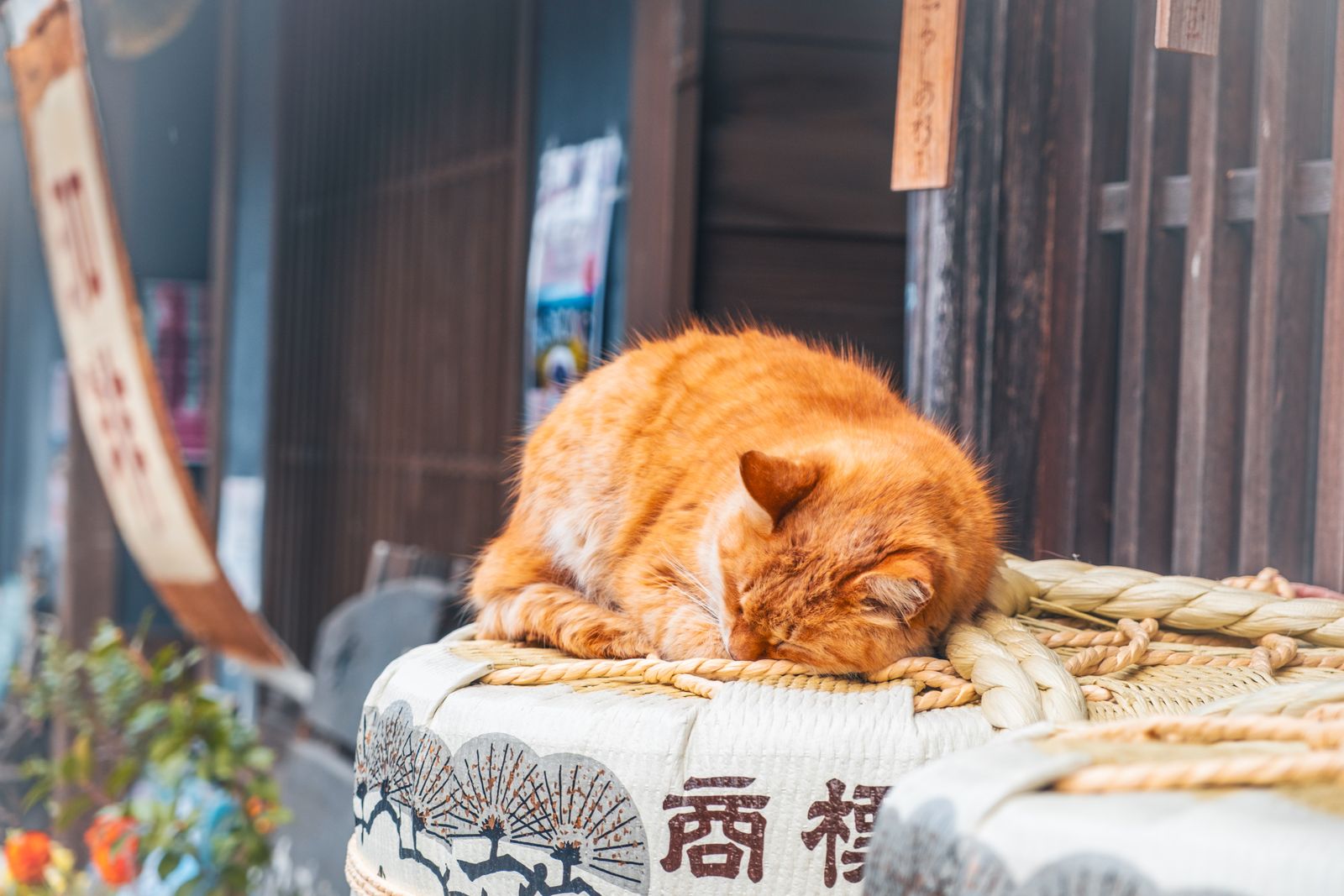 Freaky Cat Photos, Download The BEST Free Freaky Cat Stock Photos & HD ...