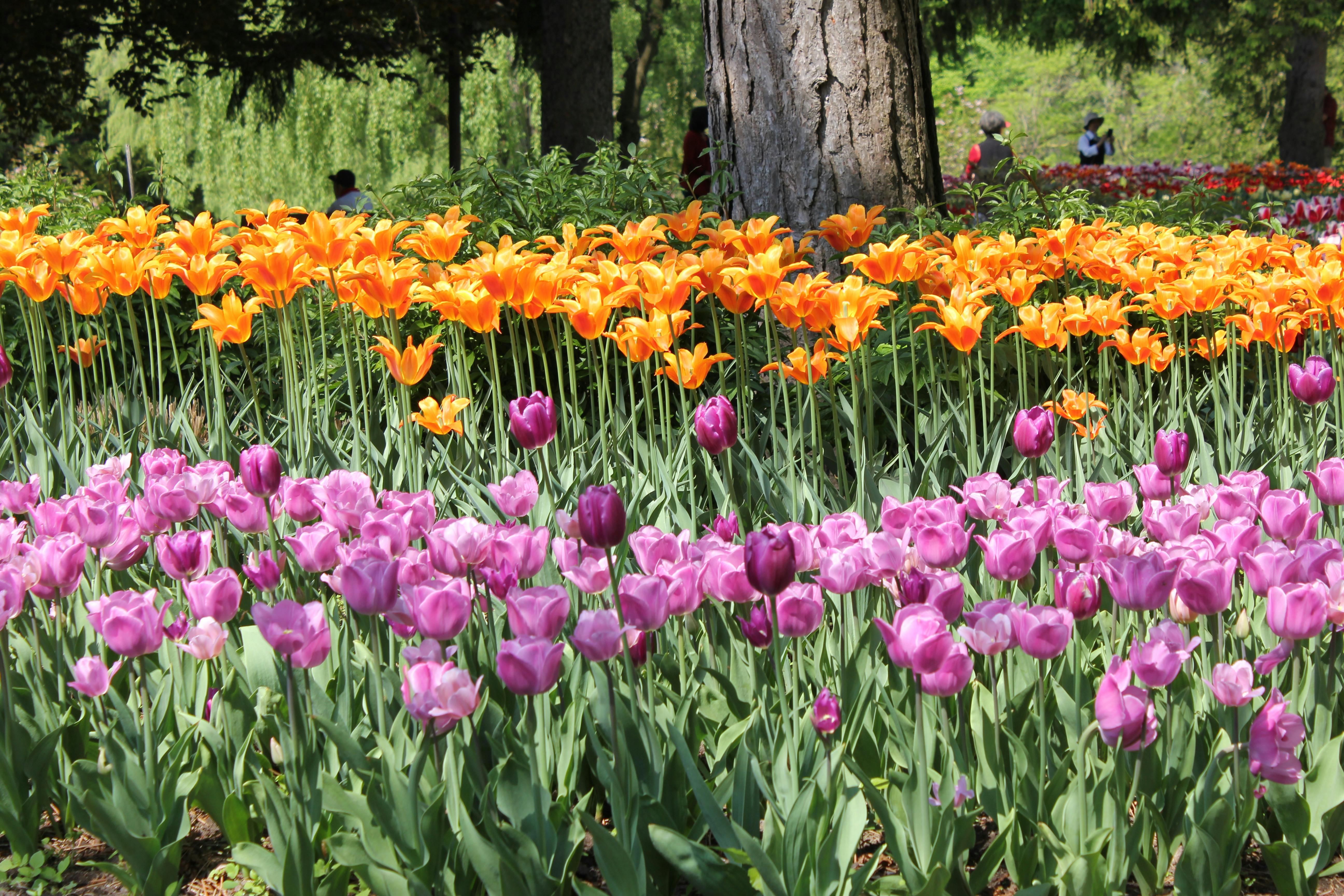 Vibrant Tulip Garden in Toronto's Spring Bloom · Free Stock Photo