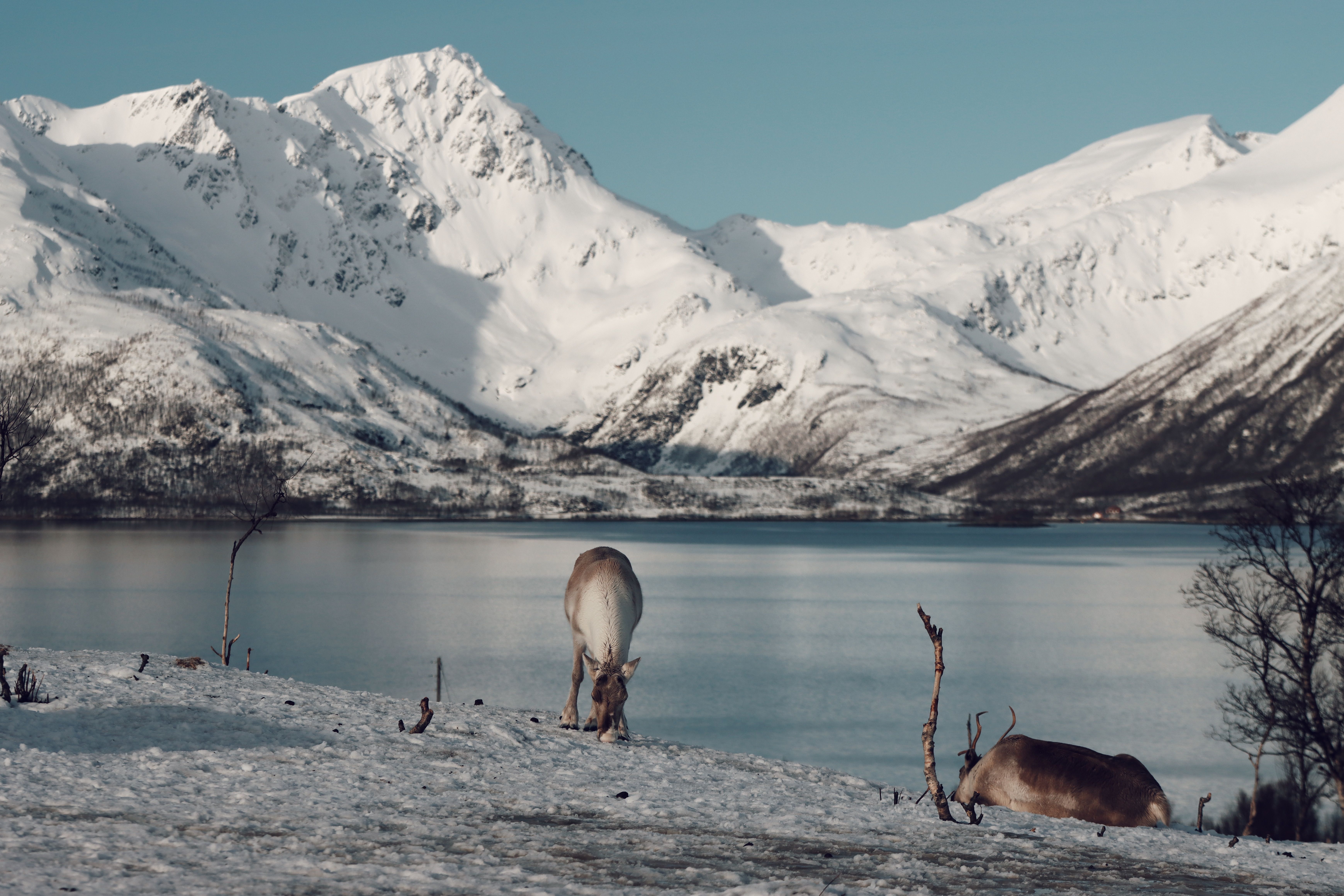 Reindeer Grazing in Arctic Norwegian Landscape · Free Stock Photo