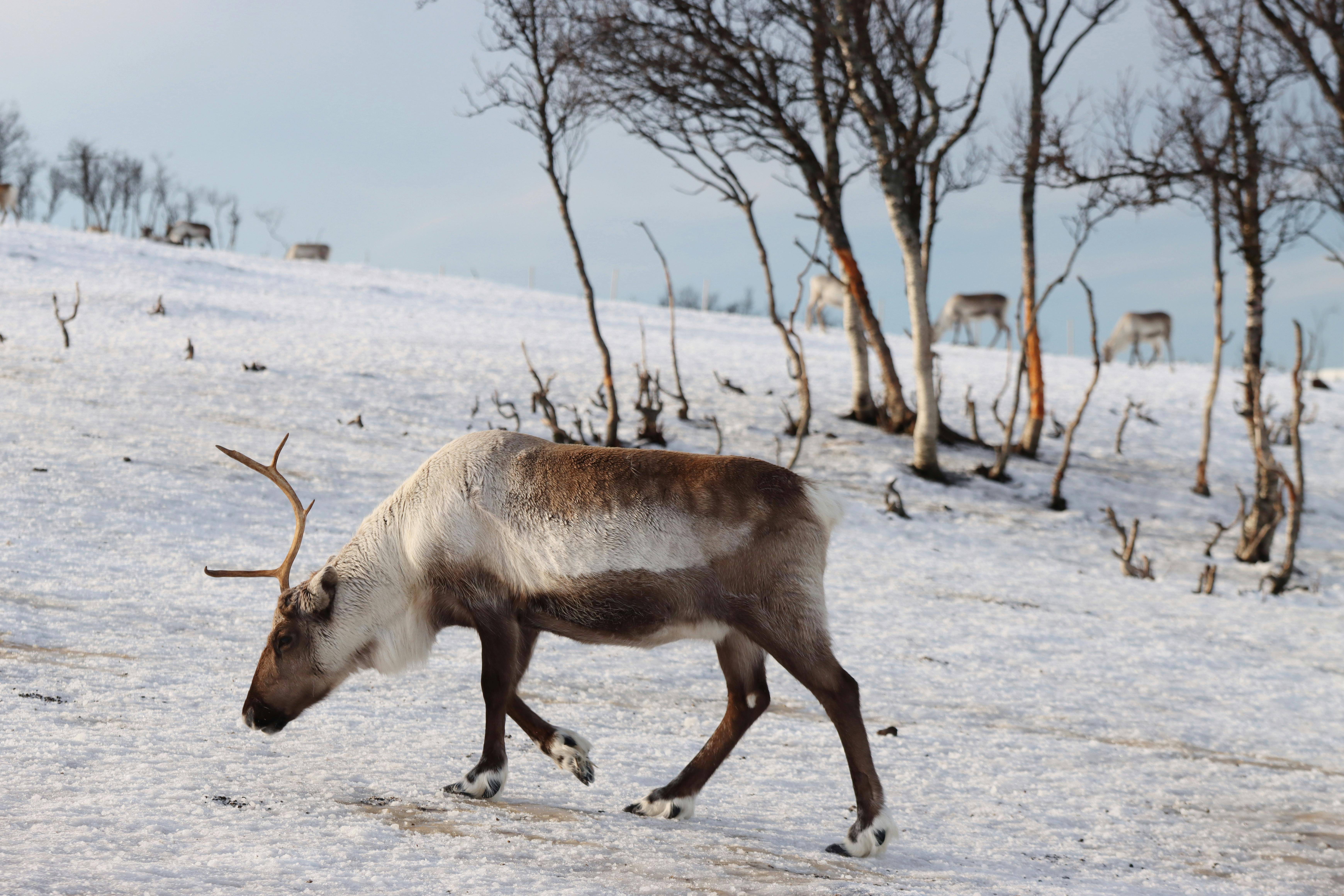 Reindeer in Snowy Tromsø Landscape · Free Stock Photo