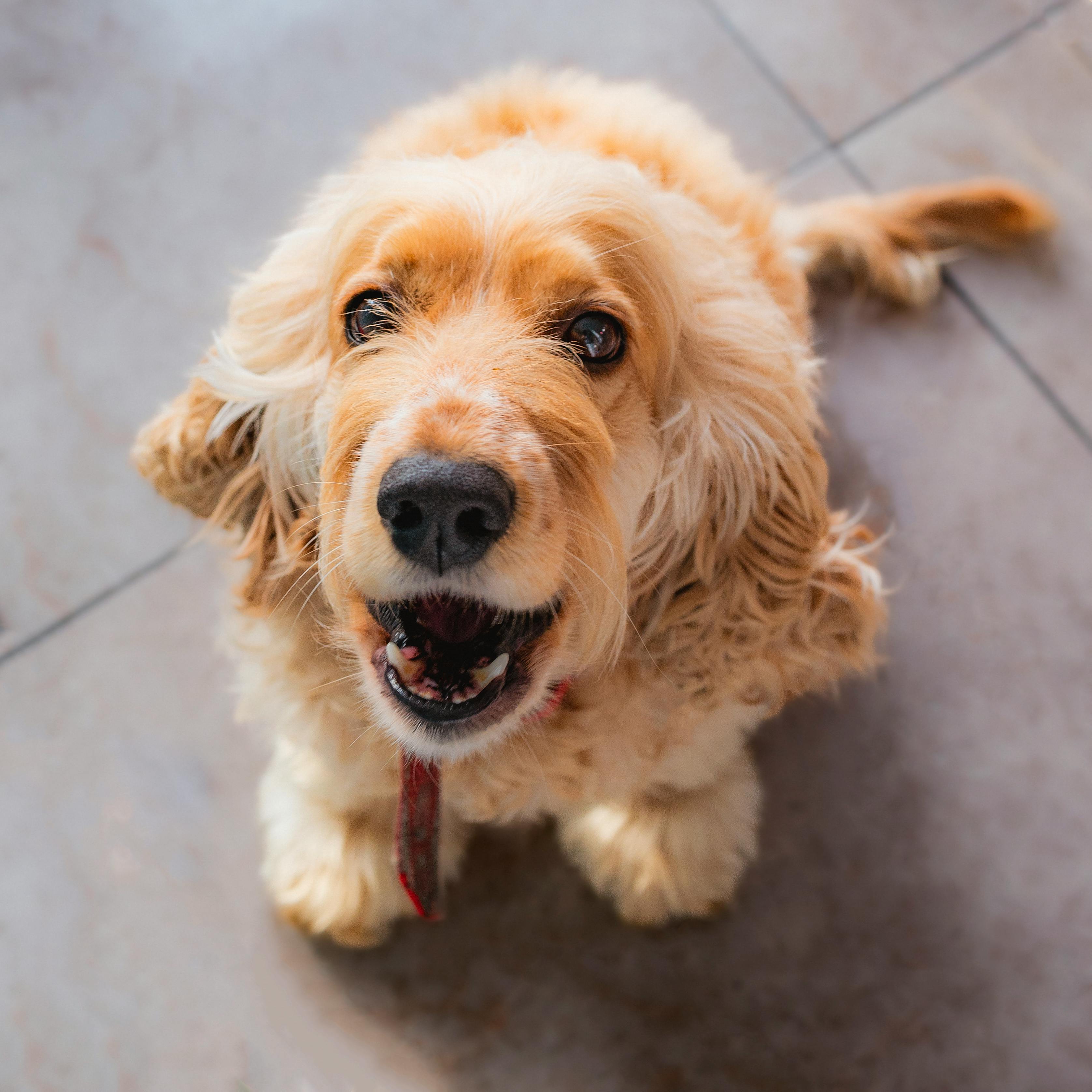 Adorable Cocker Spaniel Dog Indoor Portrait · Free Stock Photo