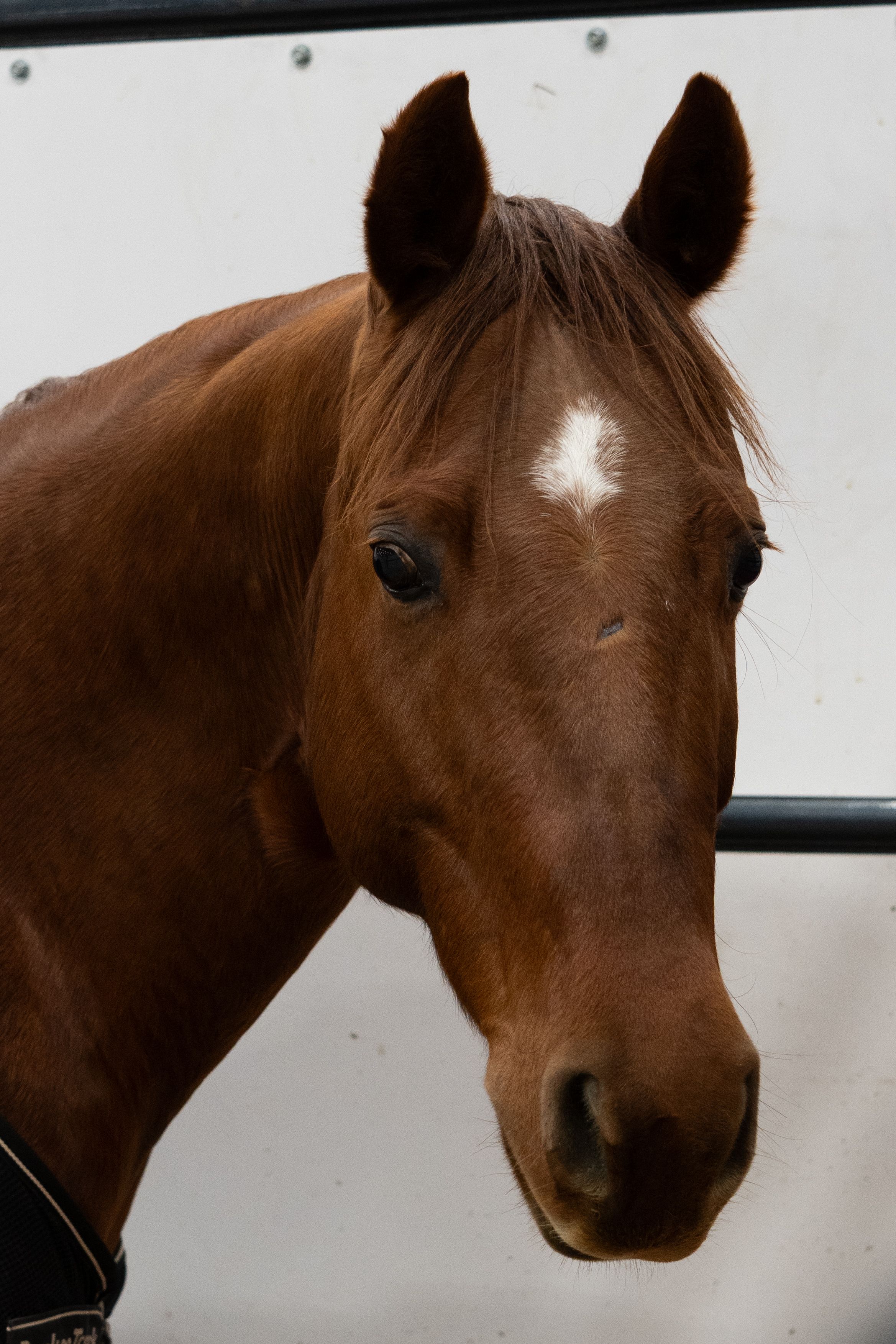 Close-up Portrait of a Brown Horse with Star Marking · Free Stock Photo
