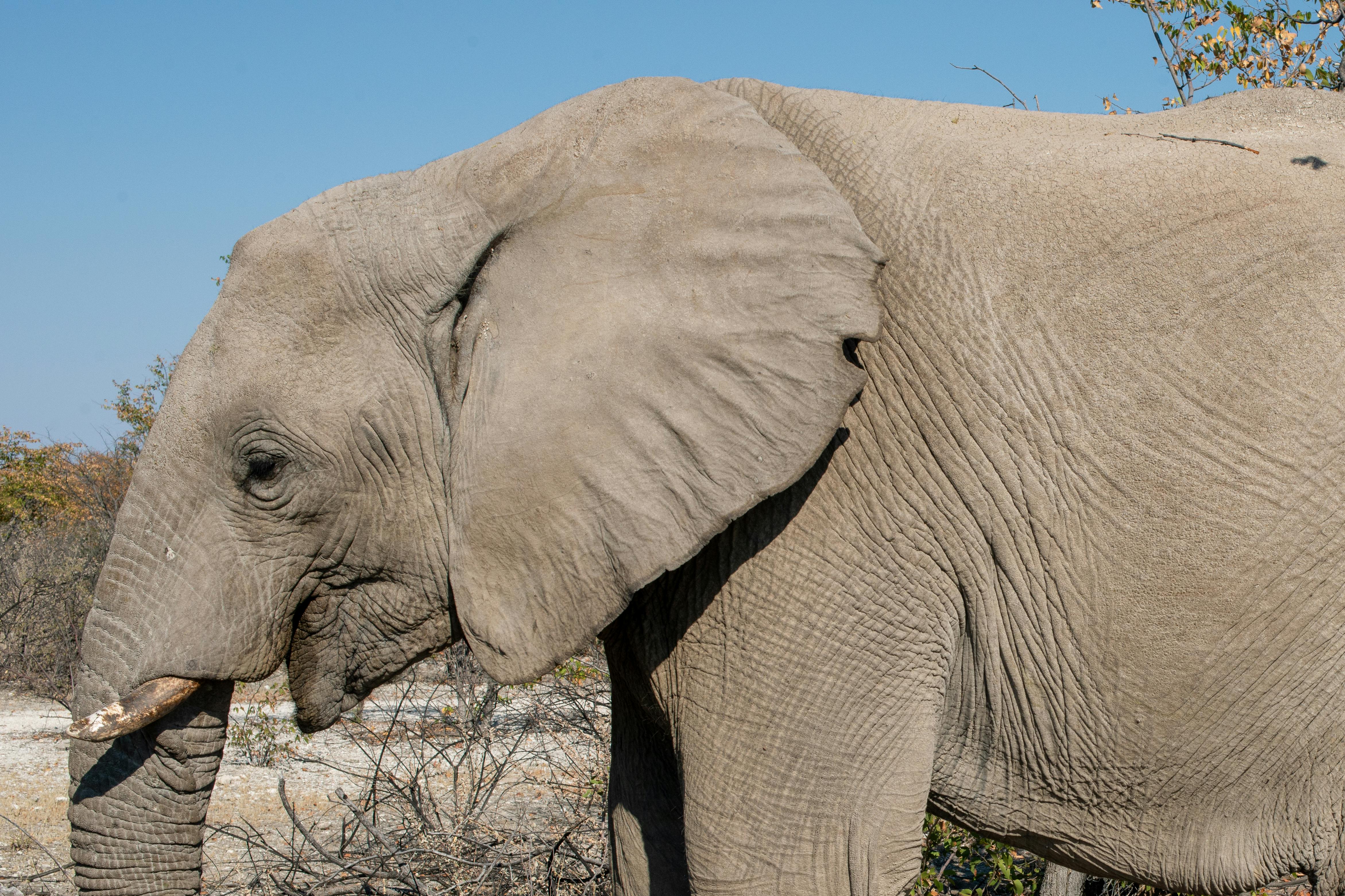 Tobe Namibian Photos, Download The BEST Free Tobe Namibian Stock Photos ...