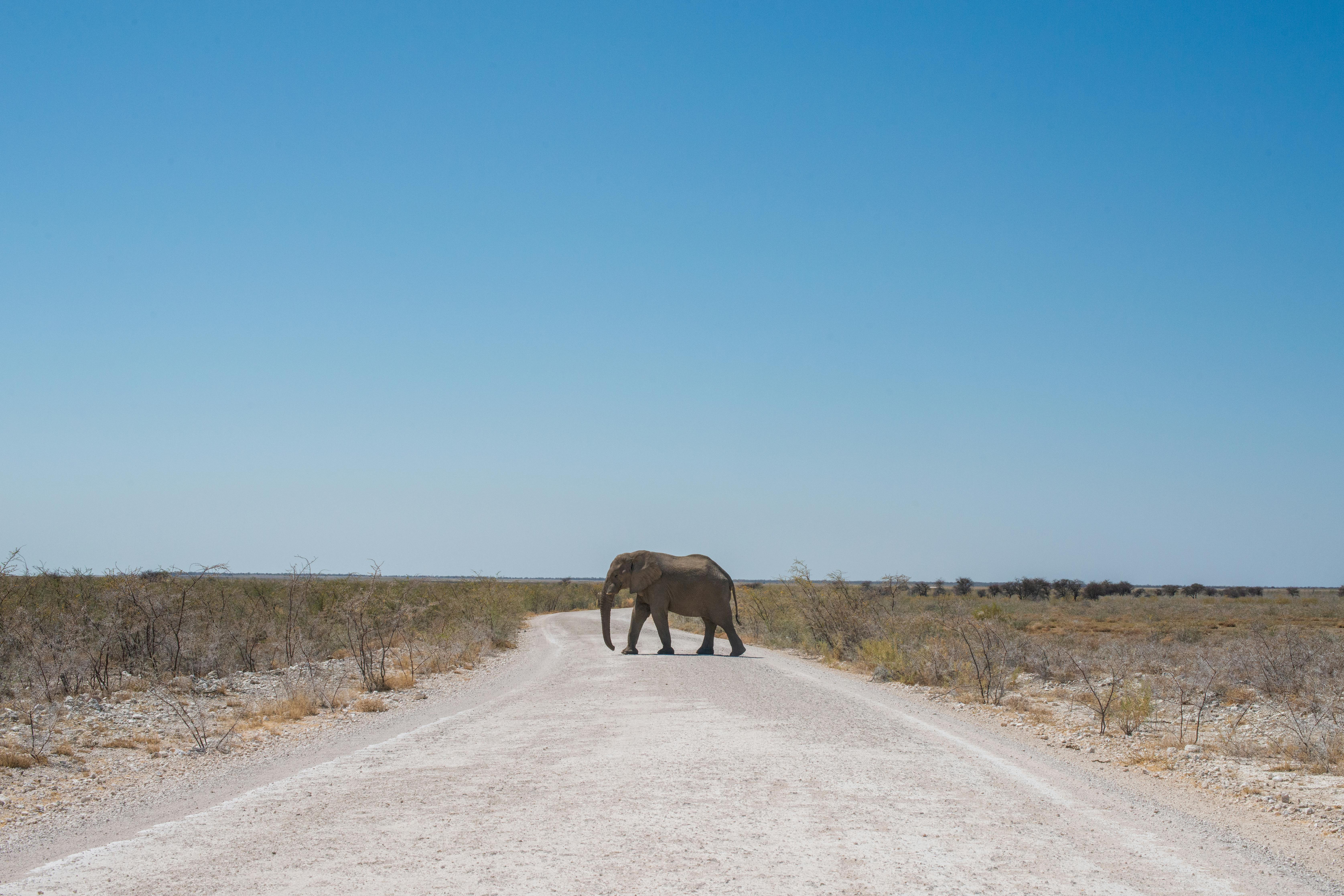 Elephant on Dirt Road in Namibian Wilderness · Free Stock Photo